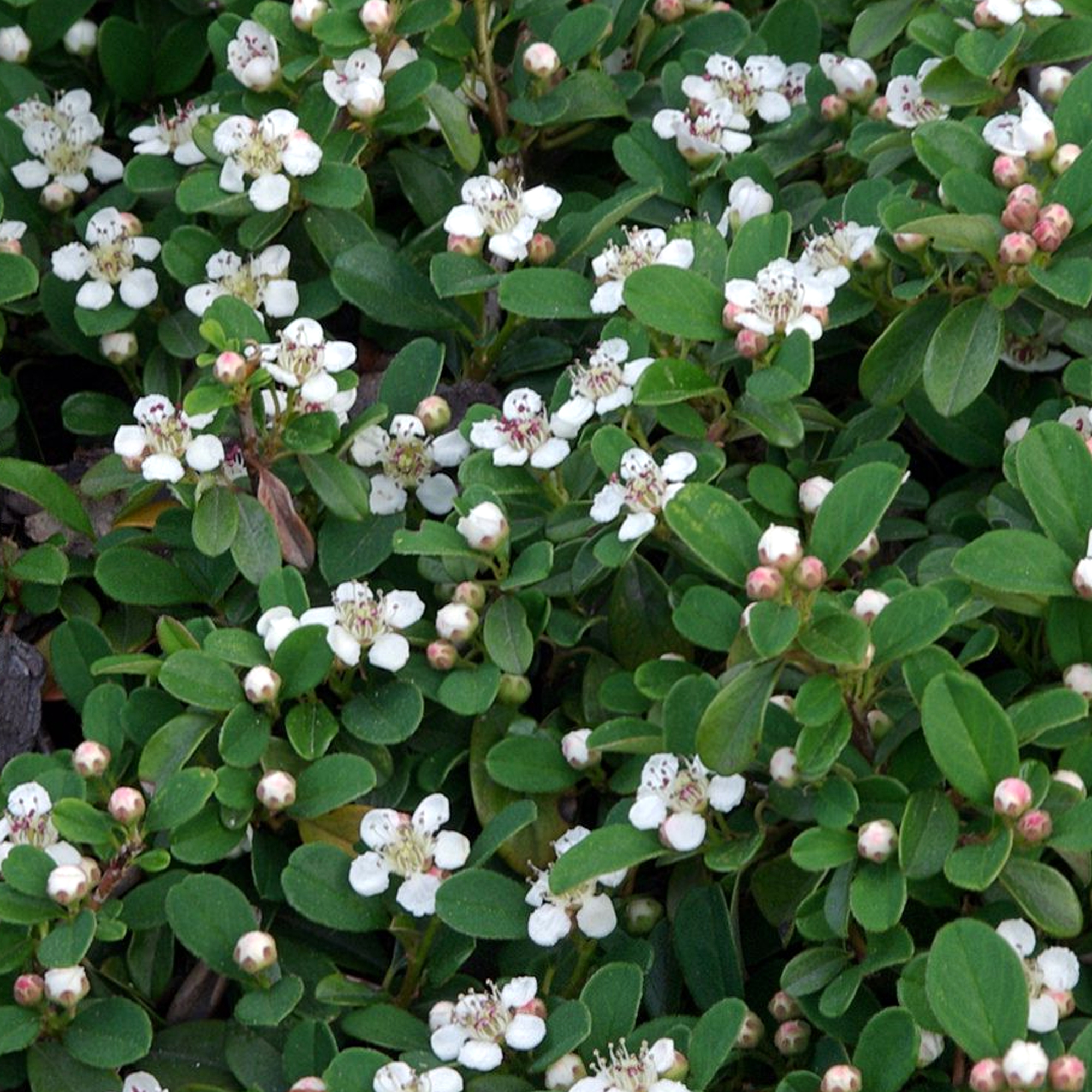 Creeping Cotoneaster Queen of Carpets | Evergreen Potted Garden Shrub ...