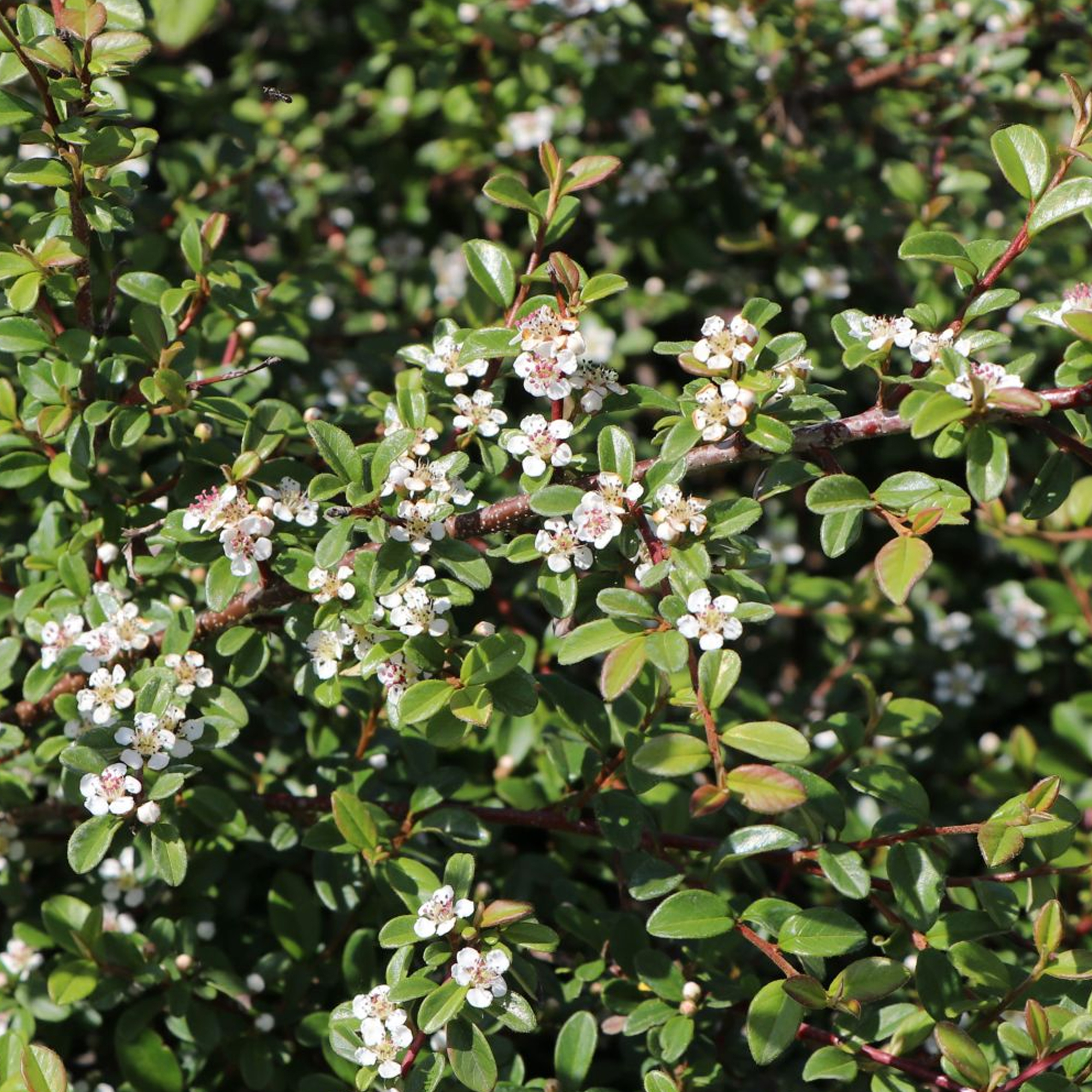 Creeping Cotoneaster Queen of Carpets | Evergreen Potted Garden Shrub ...