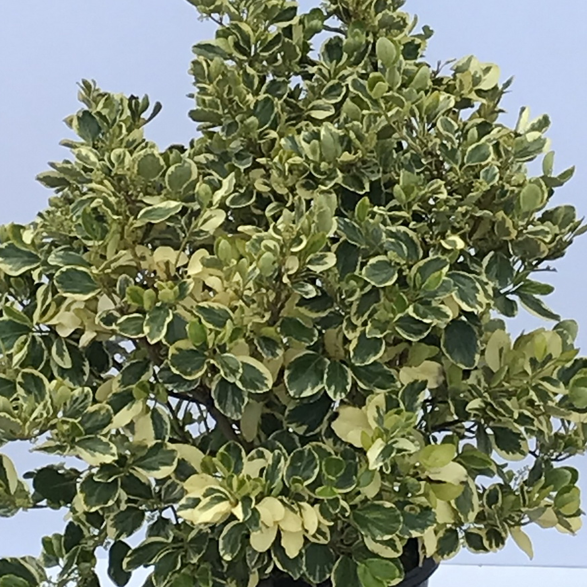Griselinia littoralis Variegata - New Zealand Broadleaf | Evergreen ...