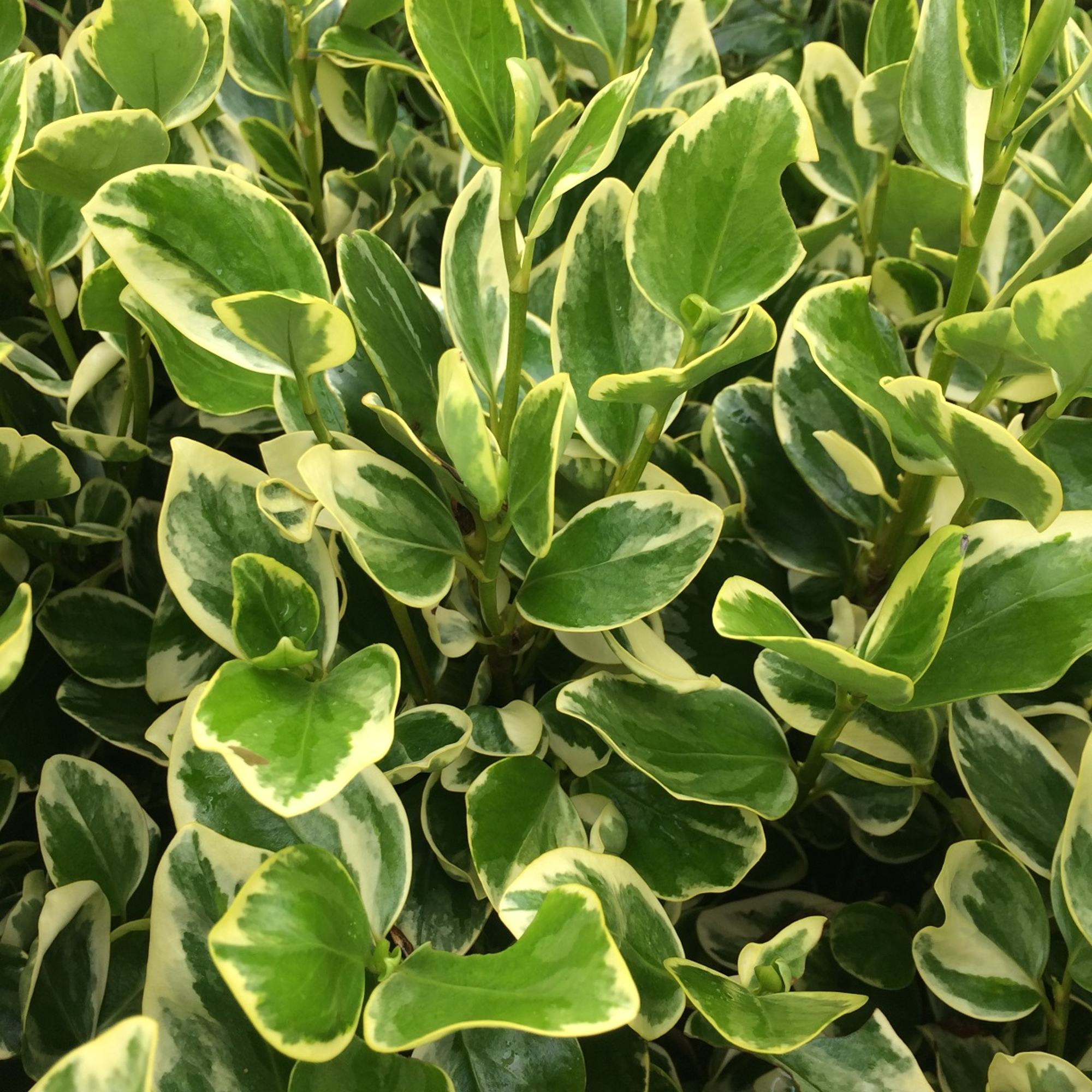 Griselinia littoralis Variegata - New Zealand Broadleaf | Evergreen ...