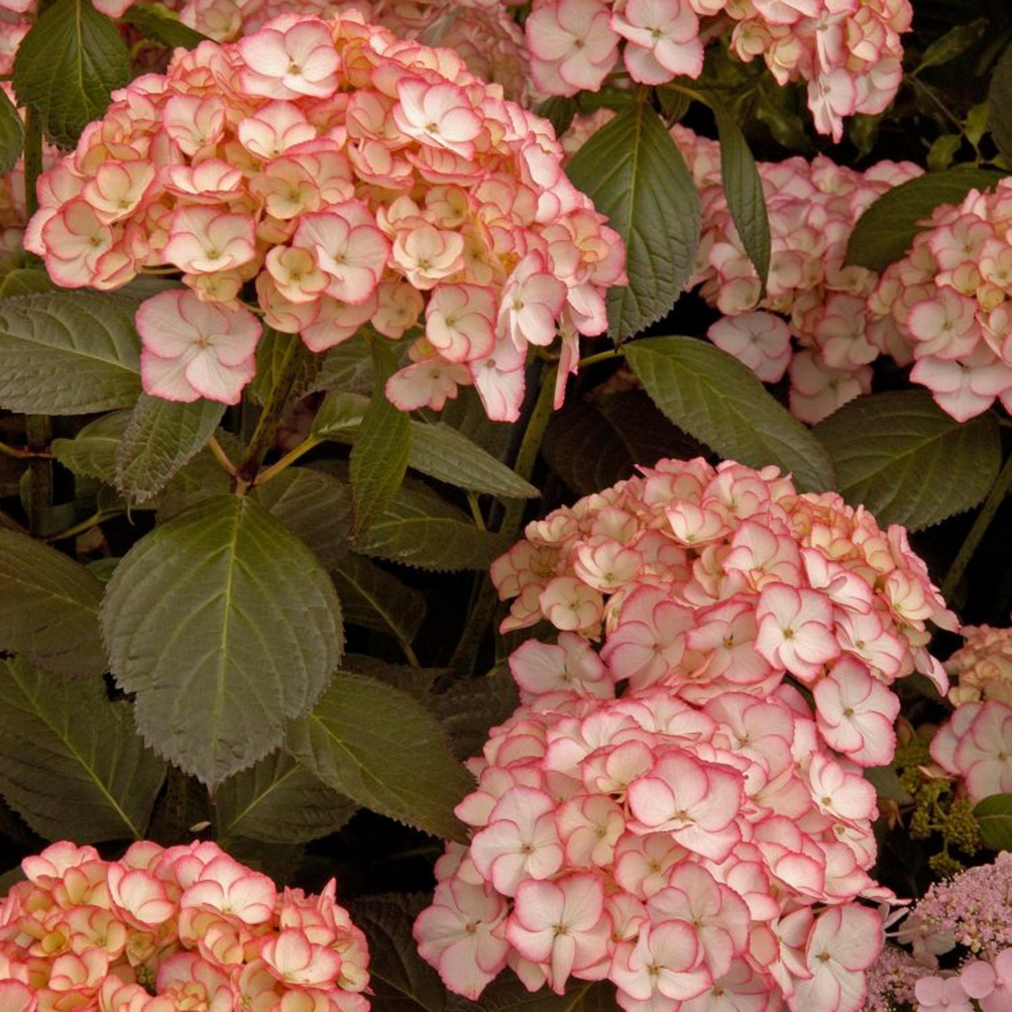 Mophead Hydrangea macrophylla Sabrina | Deciduous Potted Garden Shrub ...