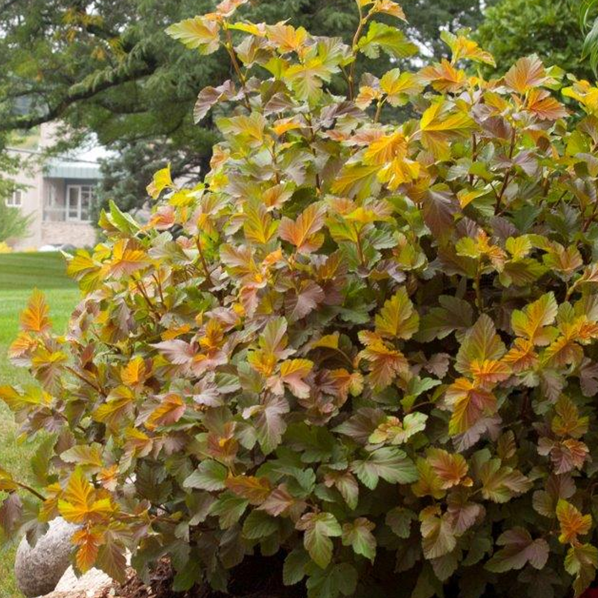 Physocarpus Amber Jubilee - Ninebark | Deciduous Potted Garden Shrub | eBay
