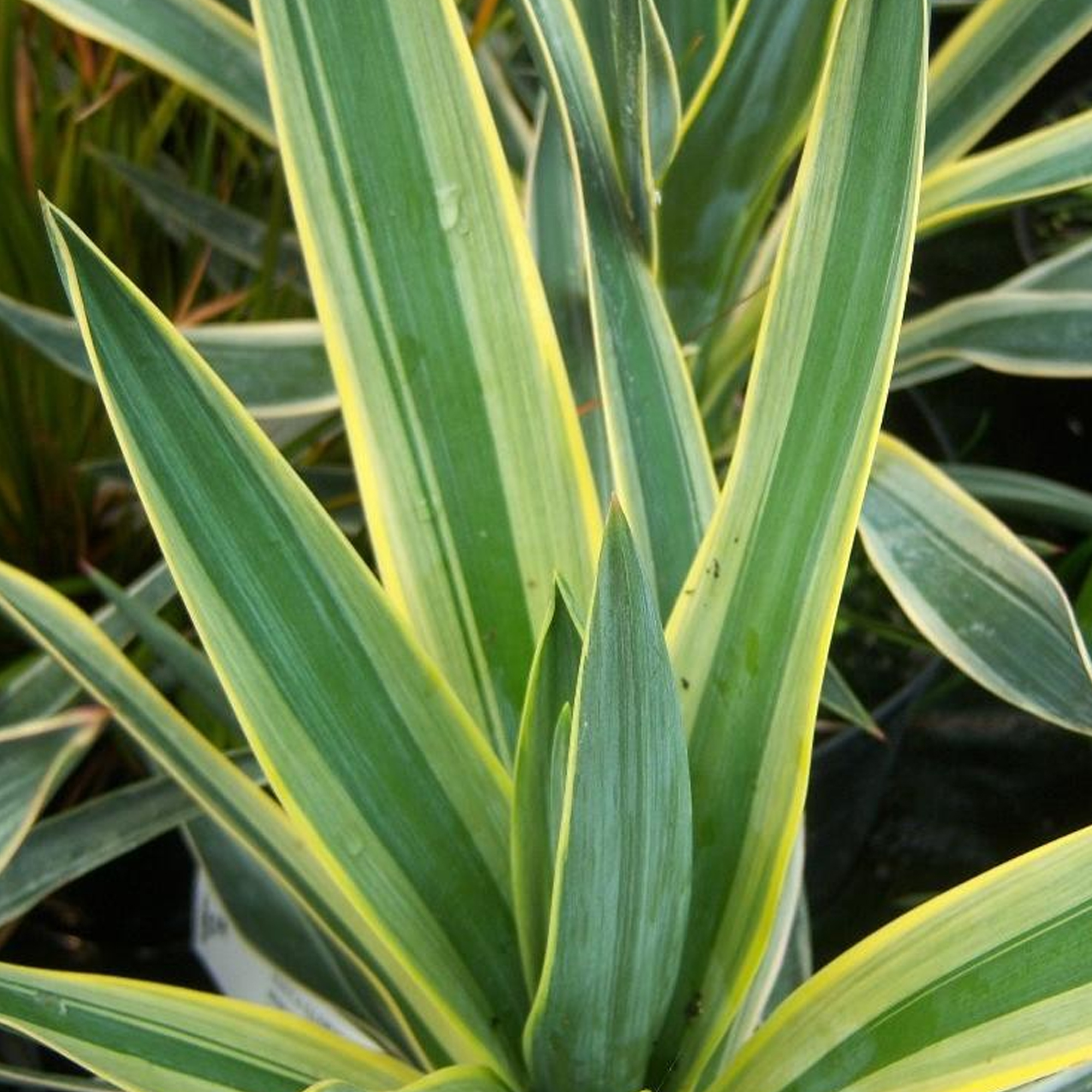 Yucca Variegata - Variegated Spanish Dagger | Evergreen Potted Grassy ...