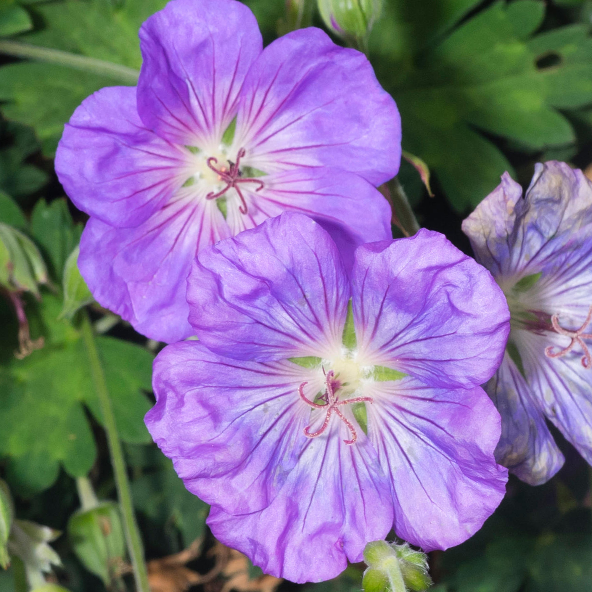 Geranium Azure Rush Cranesbill Clumping Deciduous Perennial Potted ...