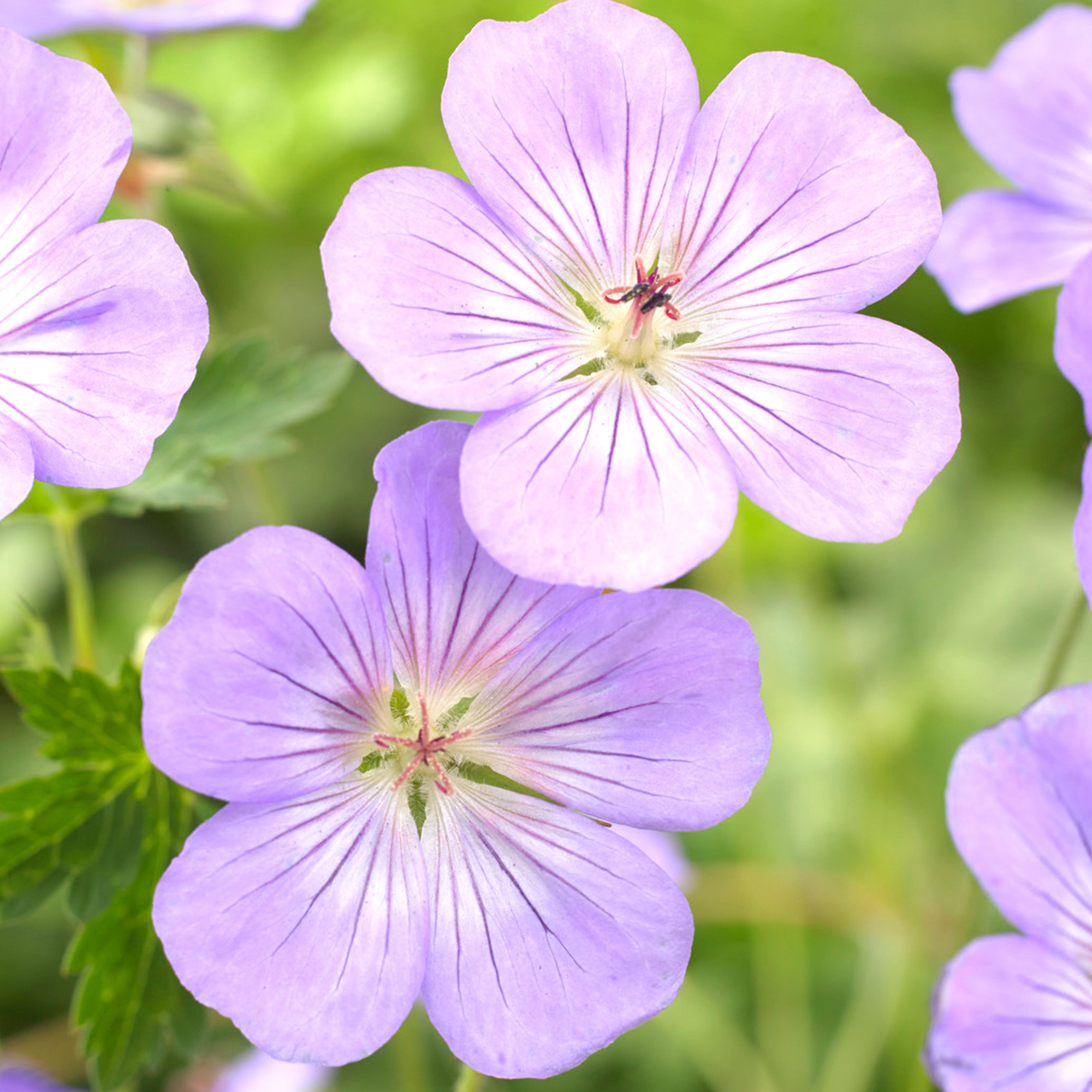 Geranium Azure Rush Cranesbill Clumping Deciduous Perennial Potted ...