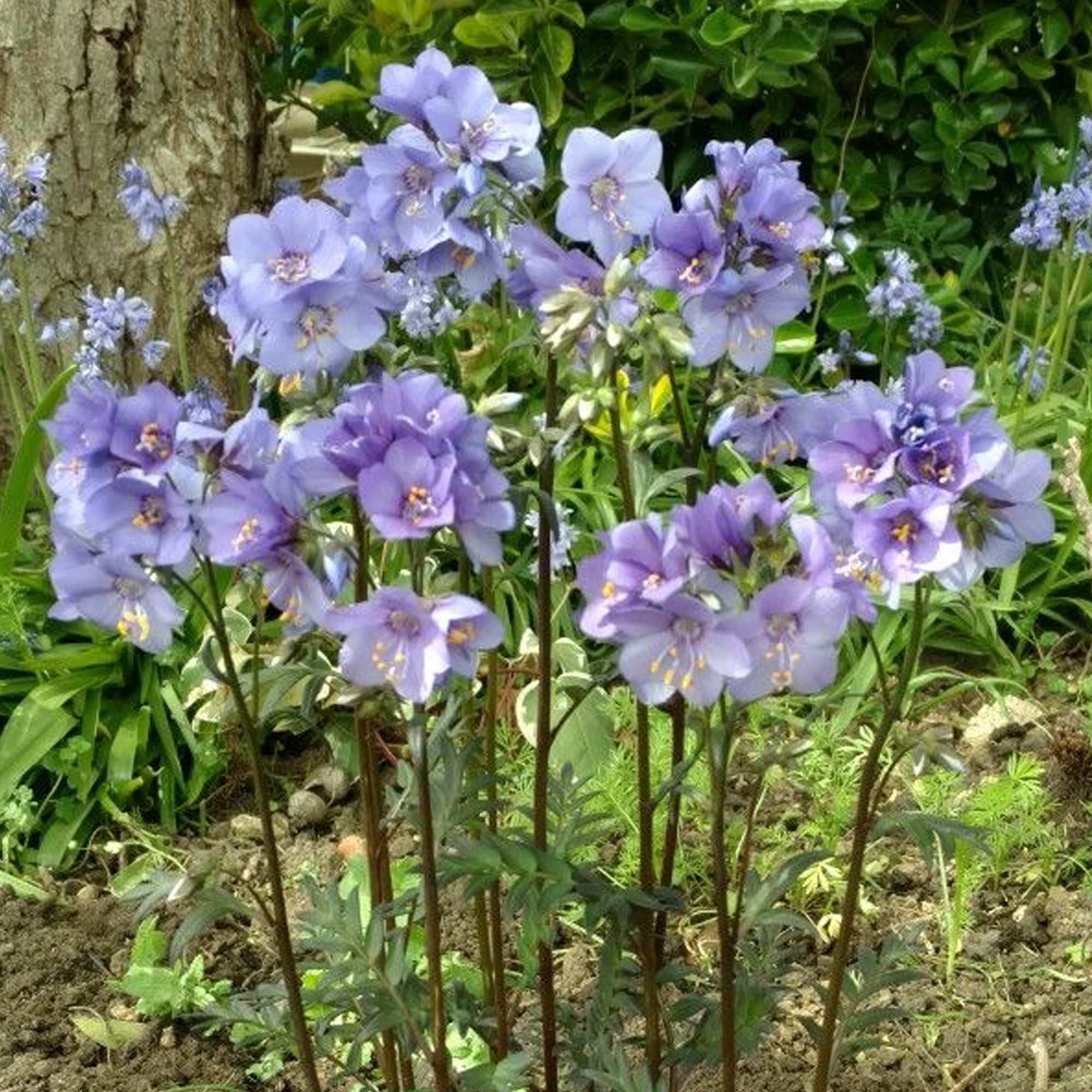 Polemonium Bressingham Purple Jacobs Ladder Upright Perennial Garden ...