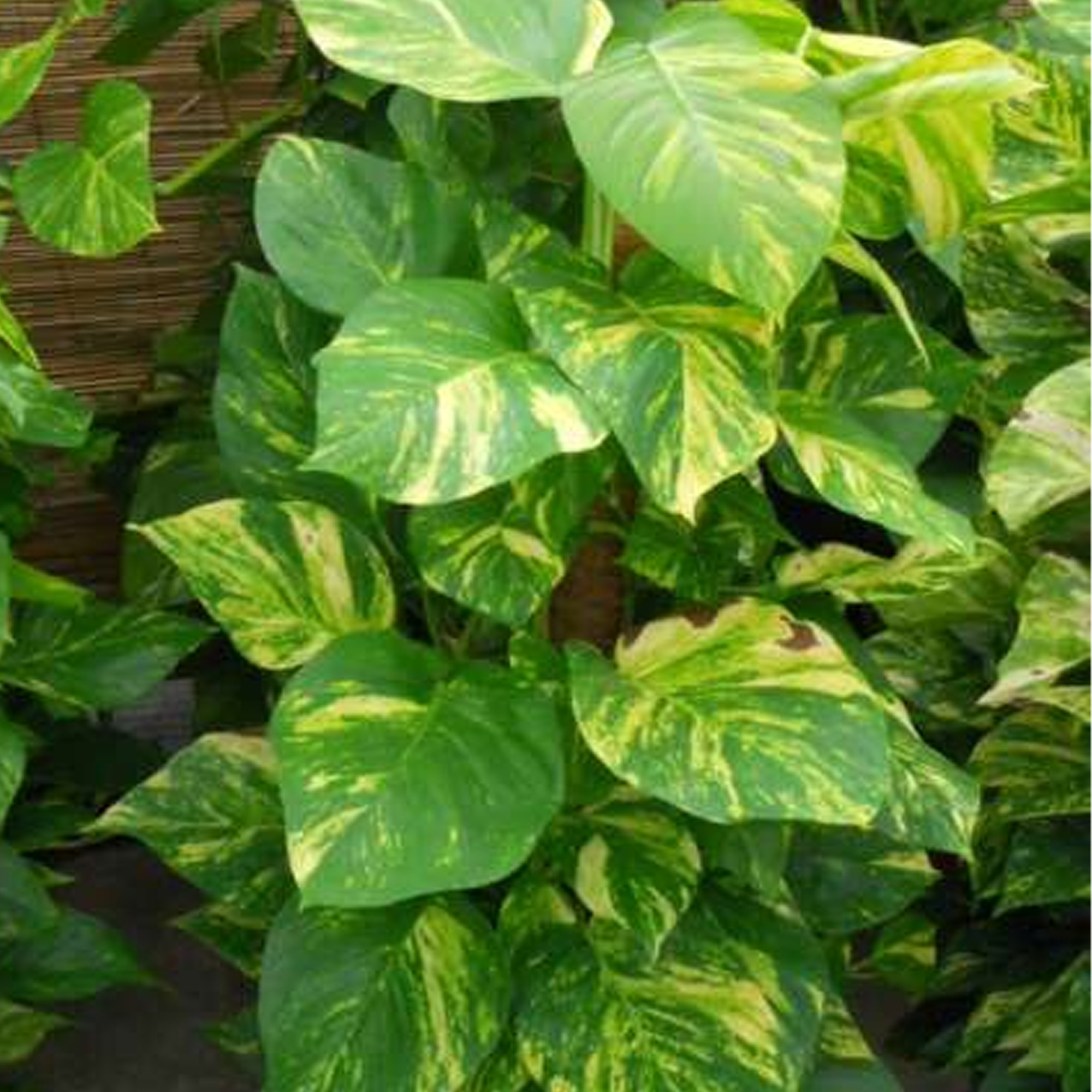 Epipremnum Aureum | Hanging Indoor Hardy Plant | Devil's Ivy Houseplant ...