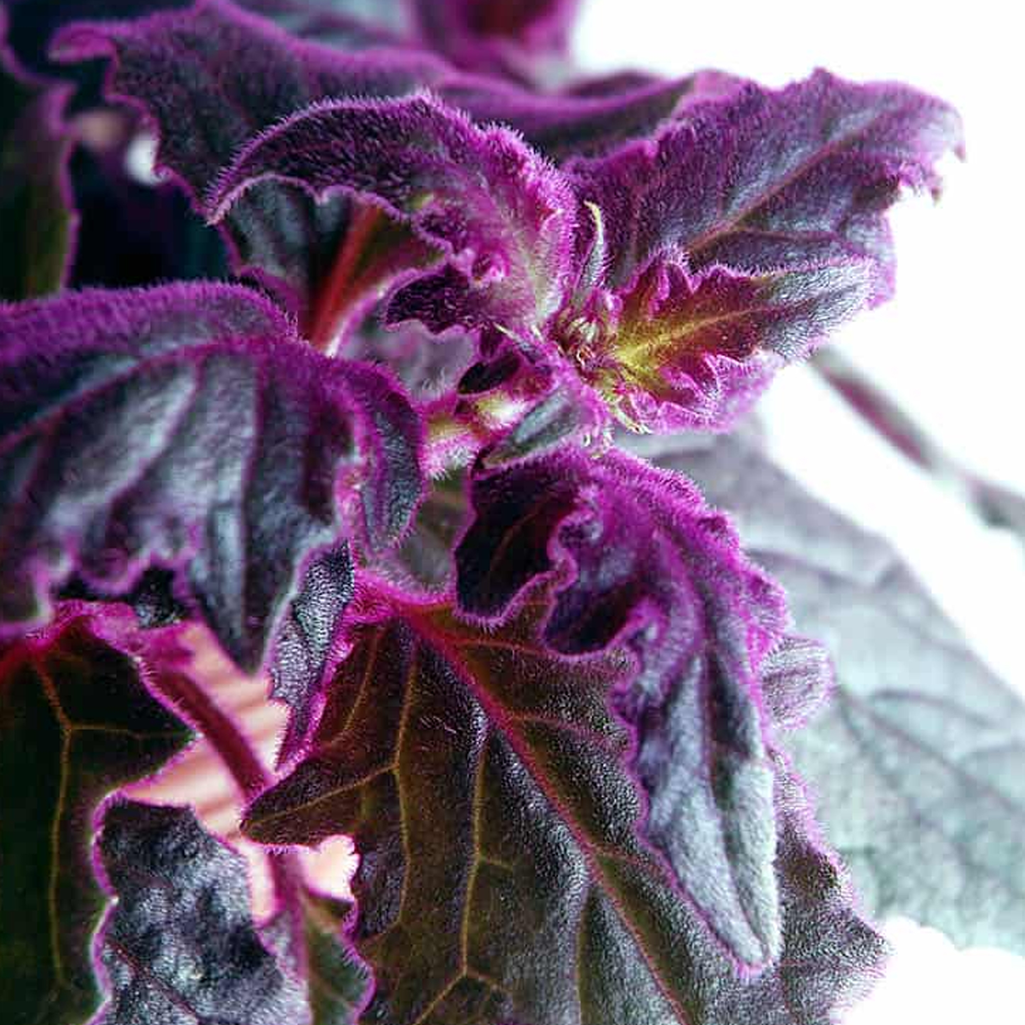 Gynura Purple Passion - Velvet Plant | Indoor Home Office Plant (10 ...