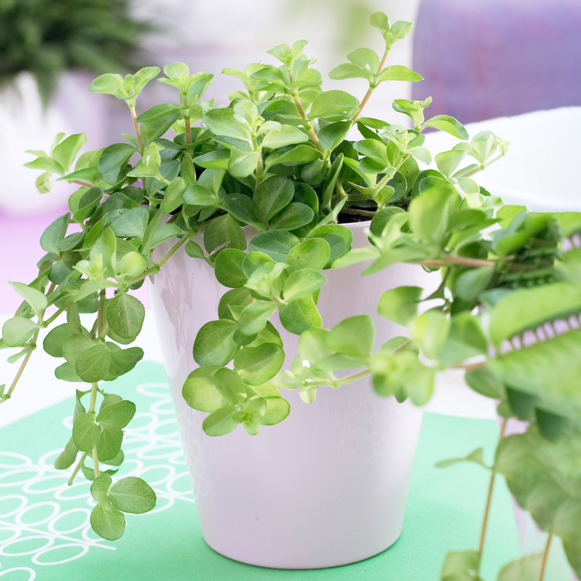 Peperomia rotundifolia | Trailing Jade Plant | Compact 10-15cm Potted ...