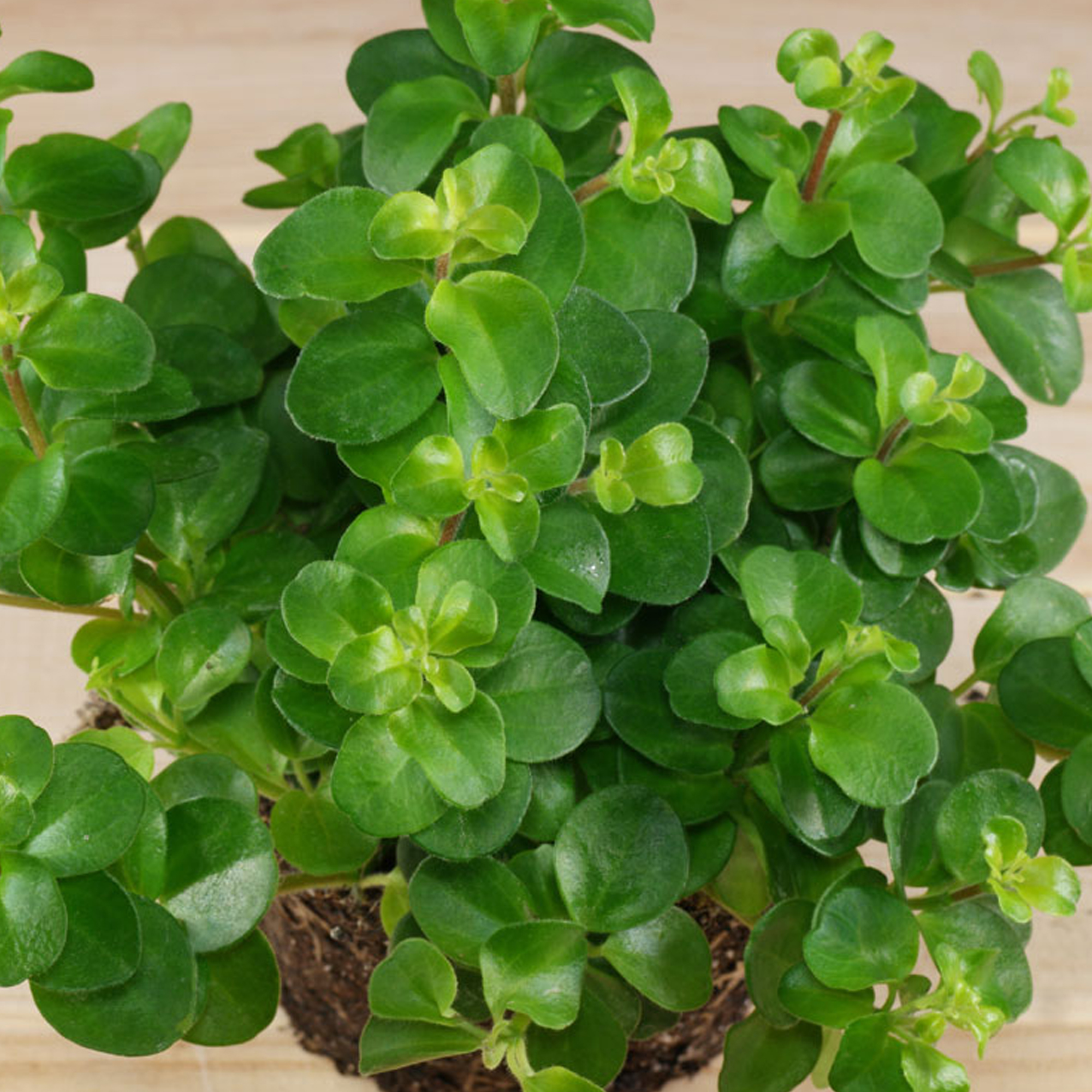 Peperomia rotundifolia | Trailing Jade Plant | Compact 10-15cm Potted ...