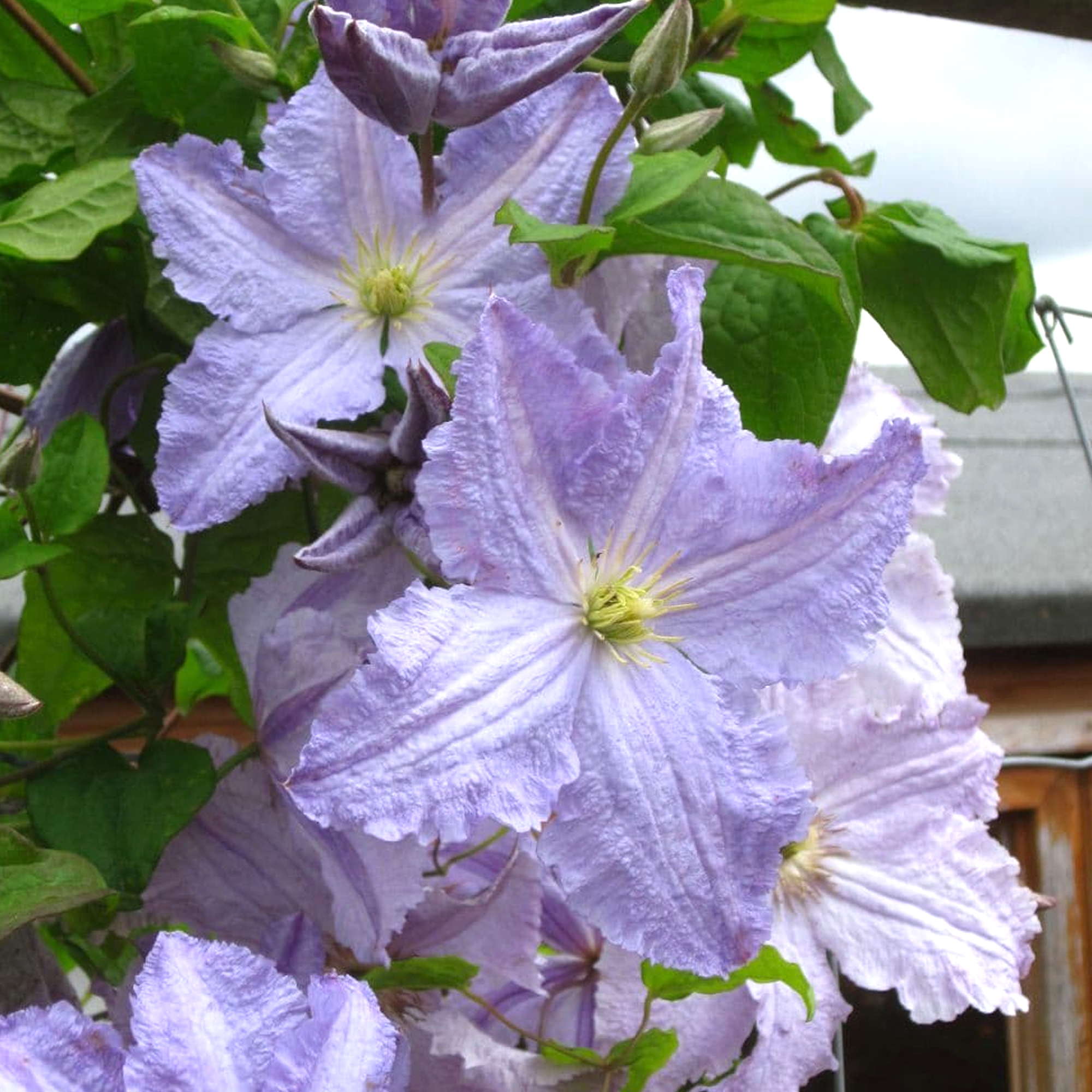 Clematis Blue Angel Hardy Deciduous Climbing Outdoor Garden Shrub in ...