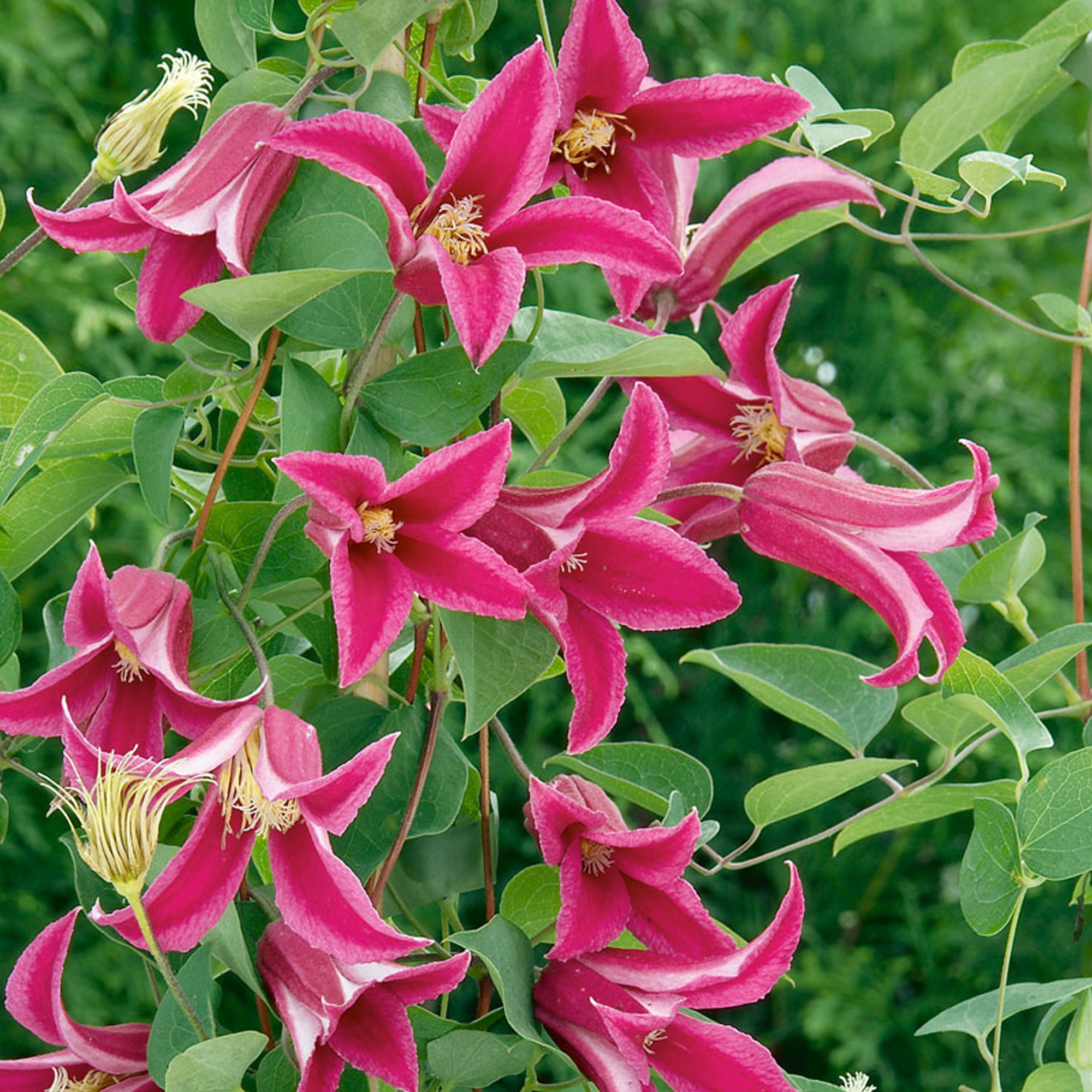 Clematis 'Princess Diana' | Deciduous Perennial Climbing Garden Plant ...