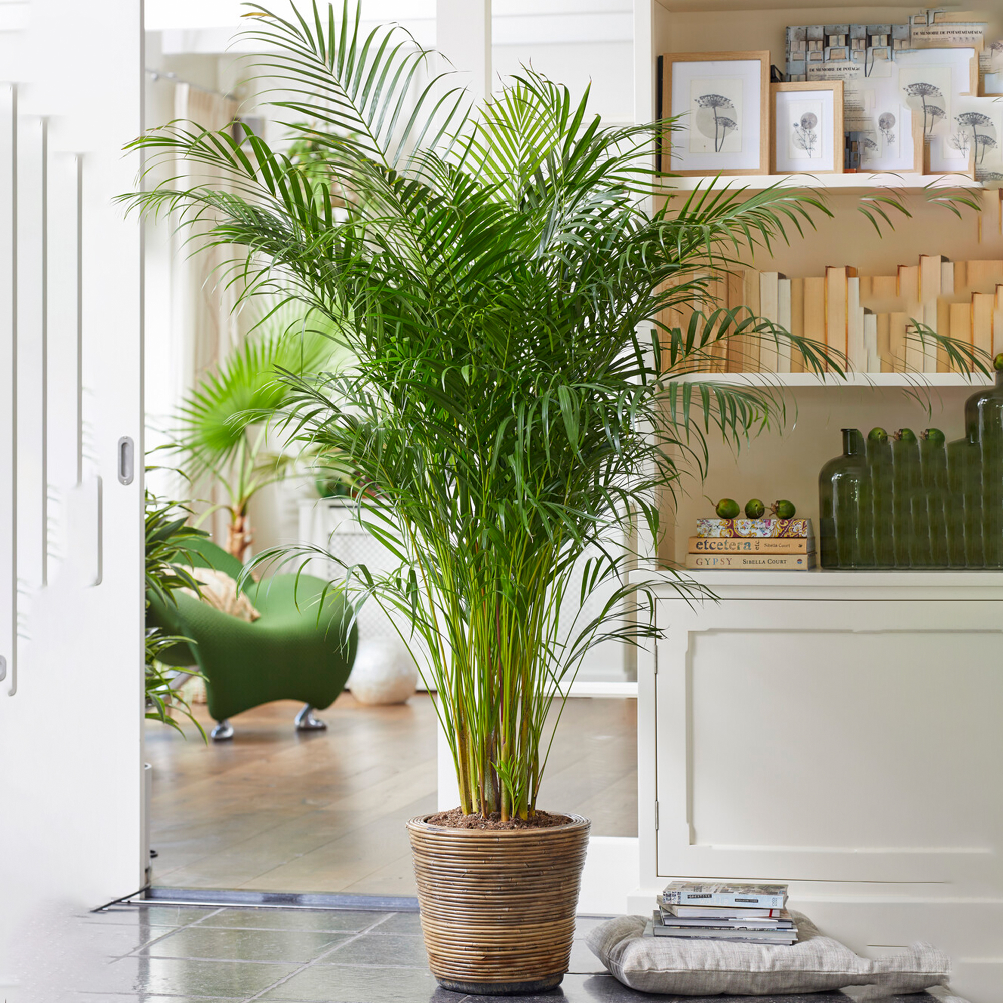 Areca Palm Plant Buy Areca Palm Or Bamboo Palm ( Syn. Dypsis Lutescens