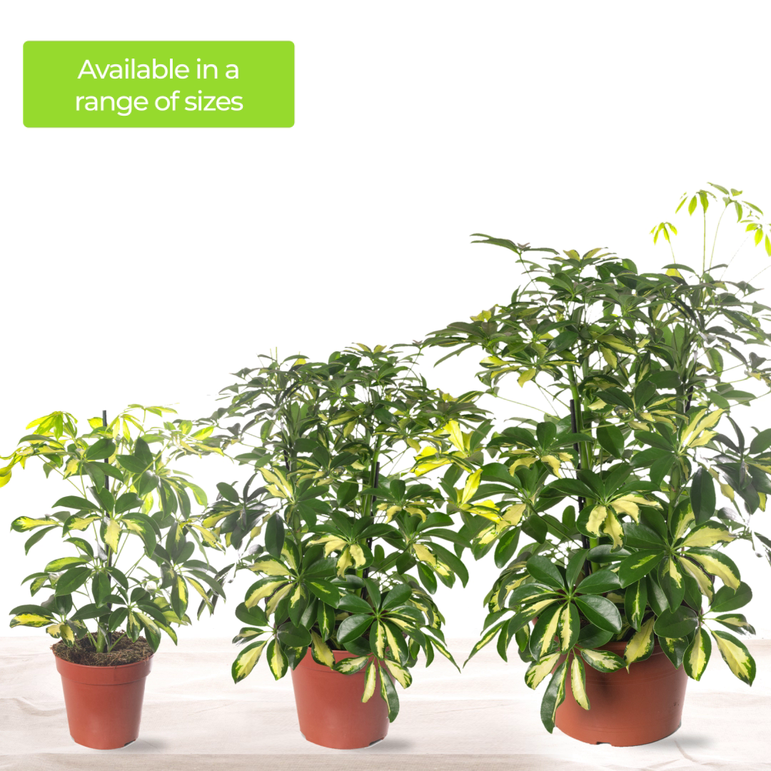 Schefflera Gold Capella Large Indoor House Plant Real Evergreen Tall ...