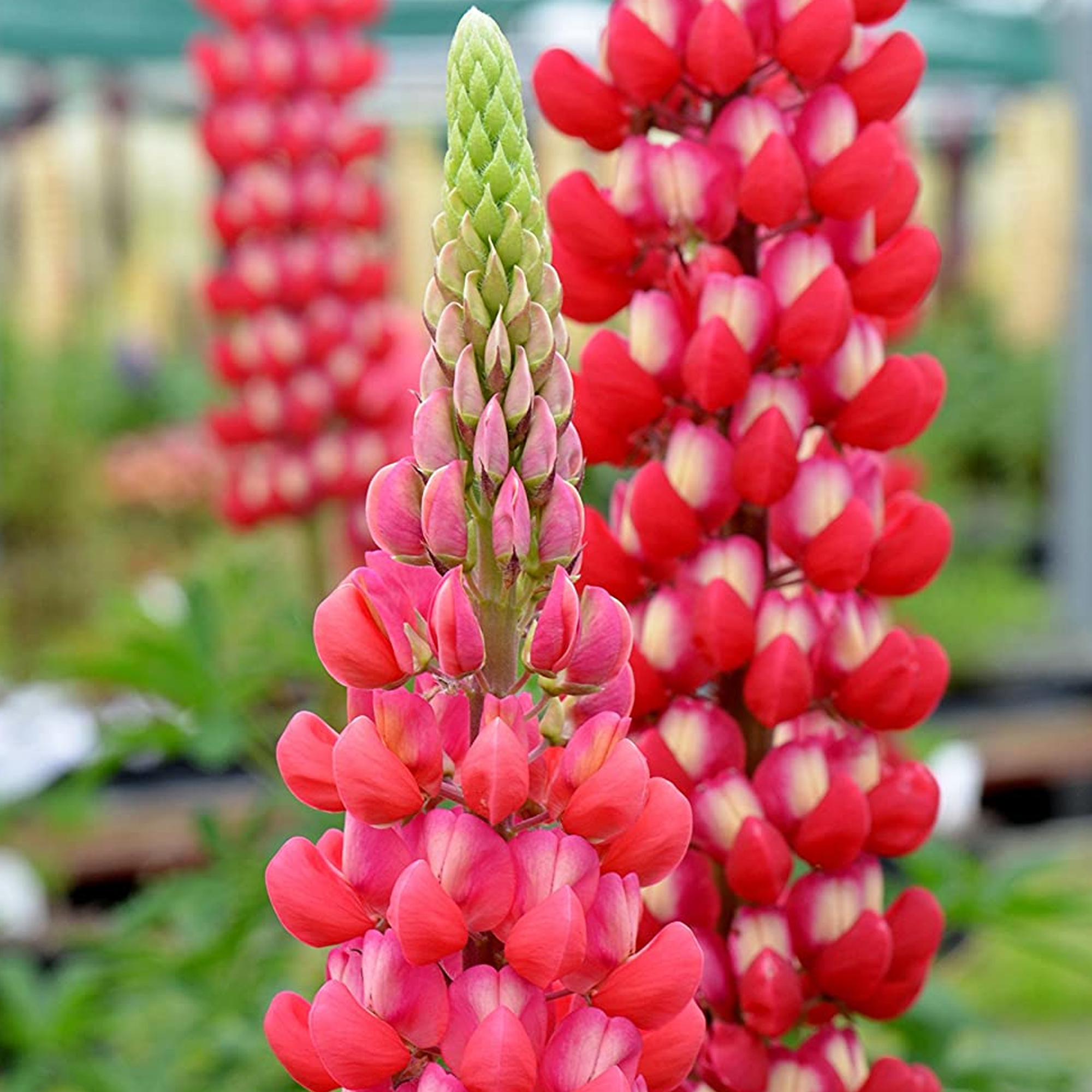 Lupin Red Rum Upright Herbaceous Perennial Ornamental Cottage Garden ...