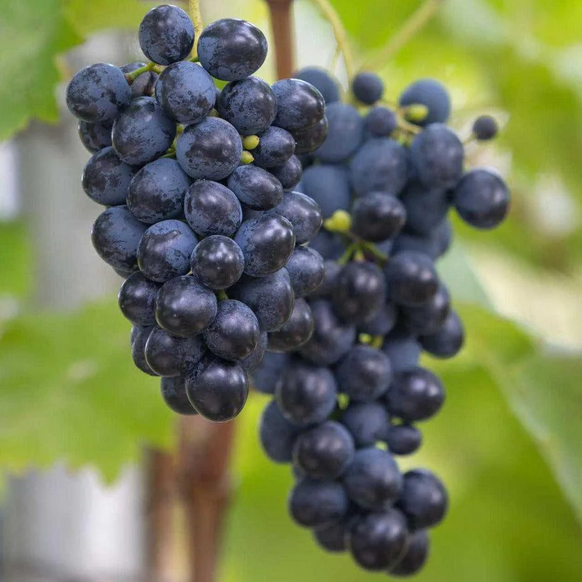 Grape Rondo Vitis vinifera Black Grape Vine Outdoor Plants Outdoor Garden Ready | eBay UK