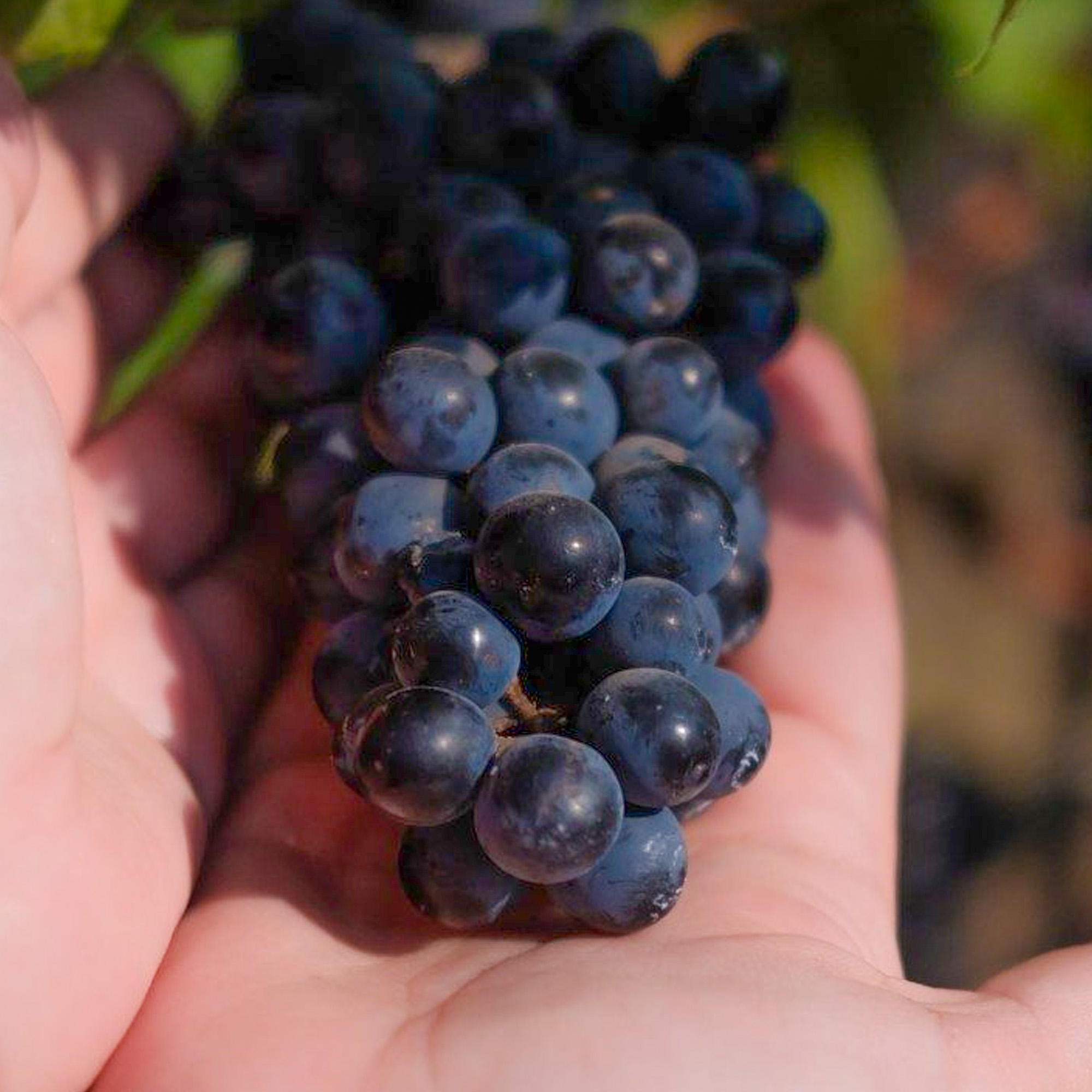 Grape Rondo Vitis vinifera Black Grape Vine Outdoor Plants Outdoor ...