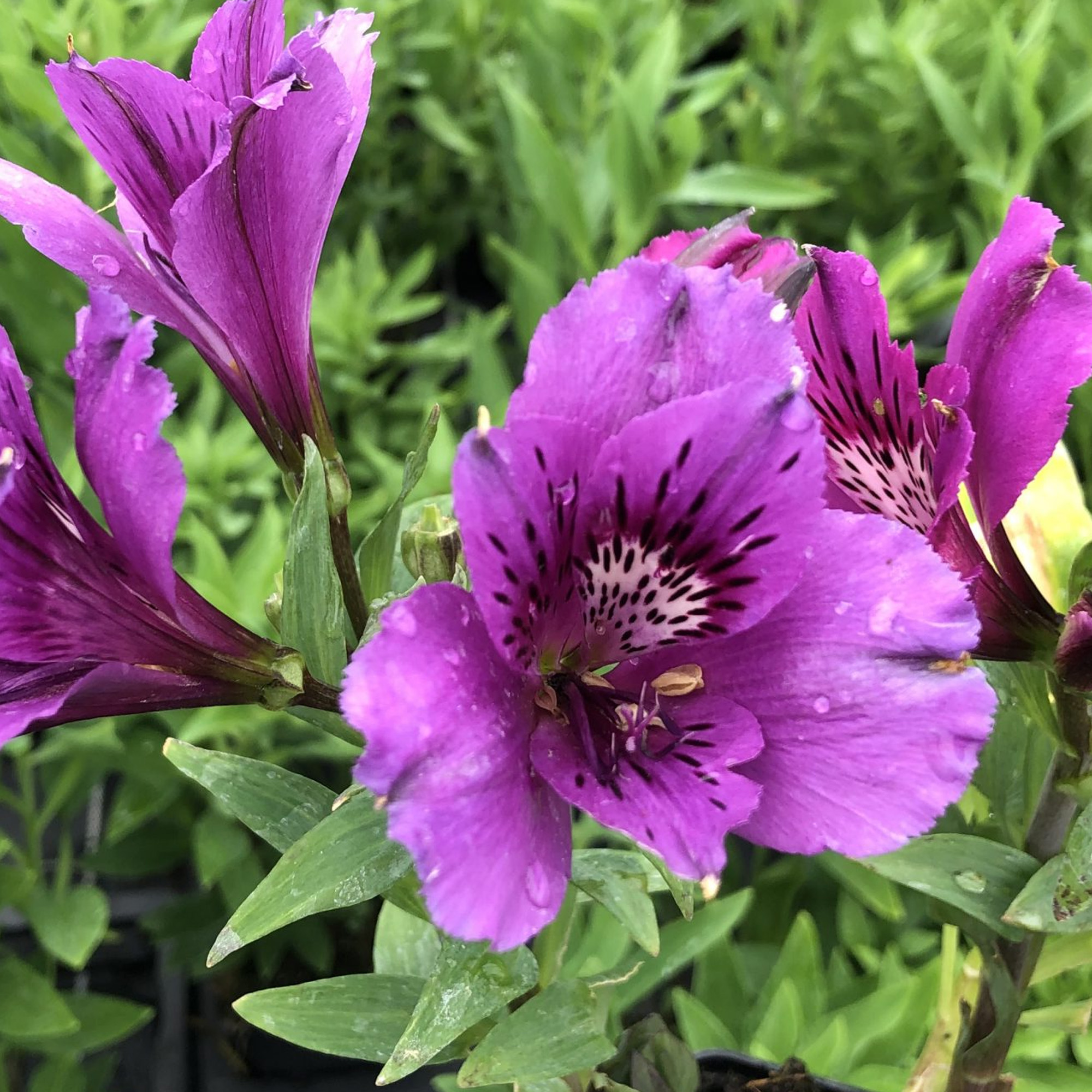 Alstroemeria Indigo Peruvian Lily Perennial Plants Outdoor Garden Plant ...