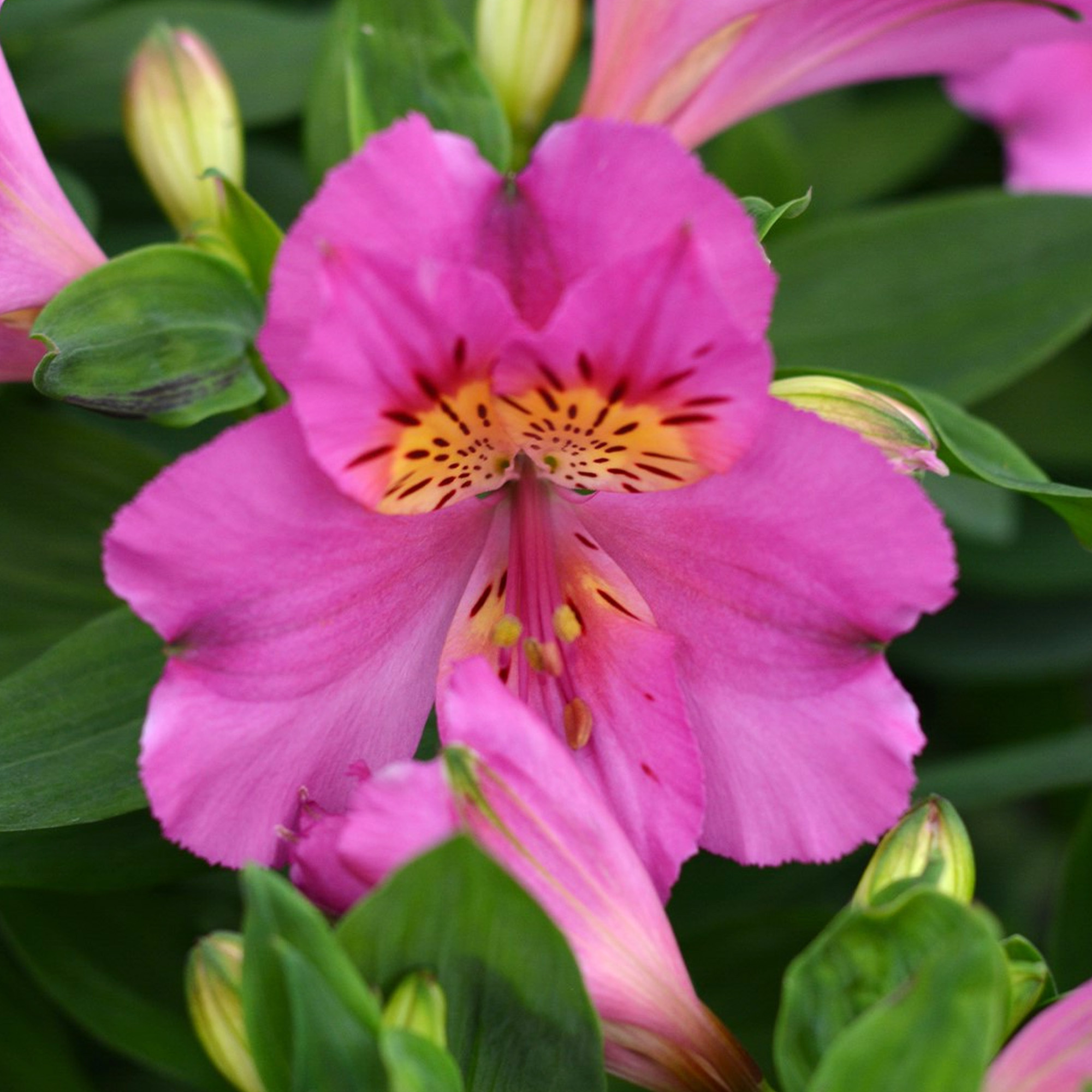 Alstroemeria Sunstar Peruvian Lily Perennial Plants Outdoor Garden ...