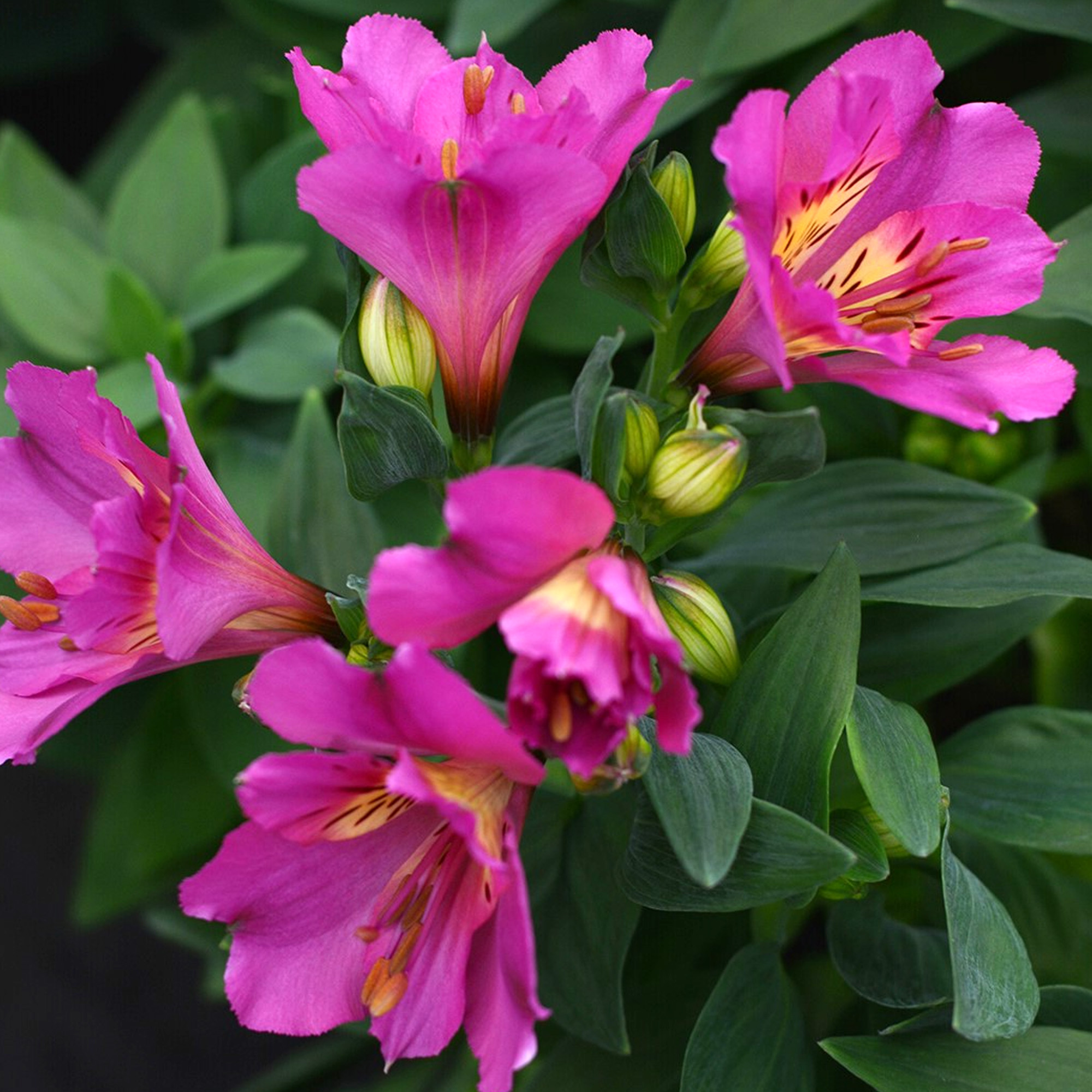 Alstroemeria Sunstar Peruvian Lily Perennial Plants Outdoor Garden ...