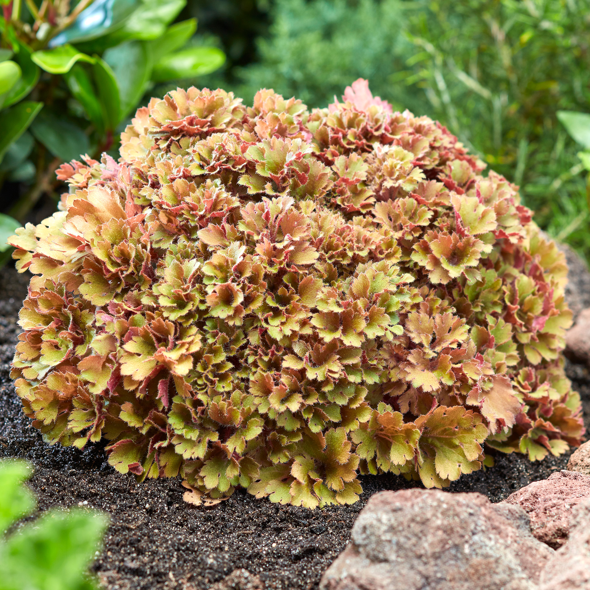 Heuchera Frilly Coral Bells Outdoor Plants Evergreen Perennial in Plant ...