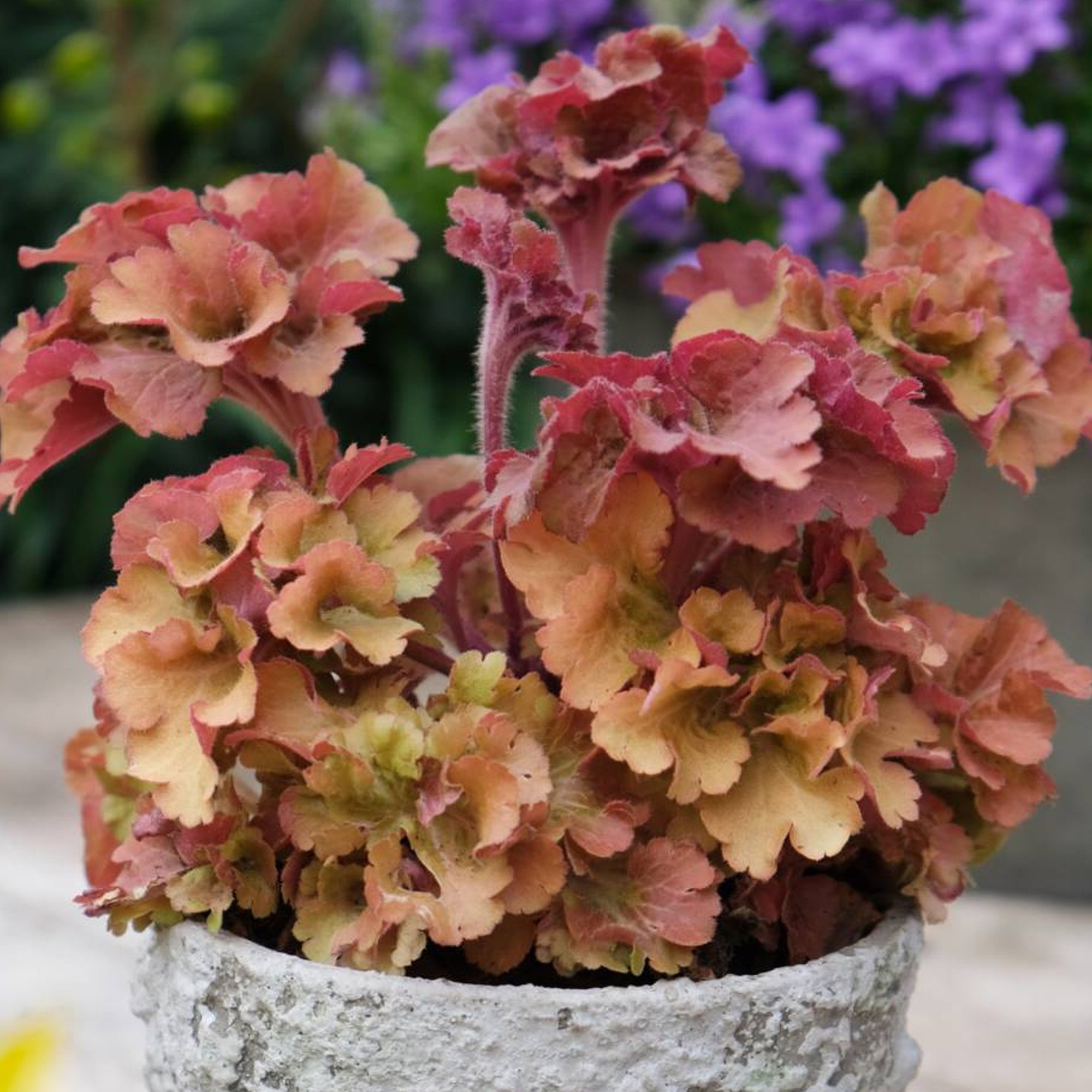 Heuchera Frilly Coral Bells Outdoor Plants Evergreen Perennial in Plant ...