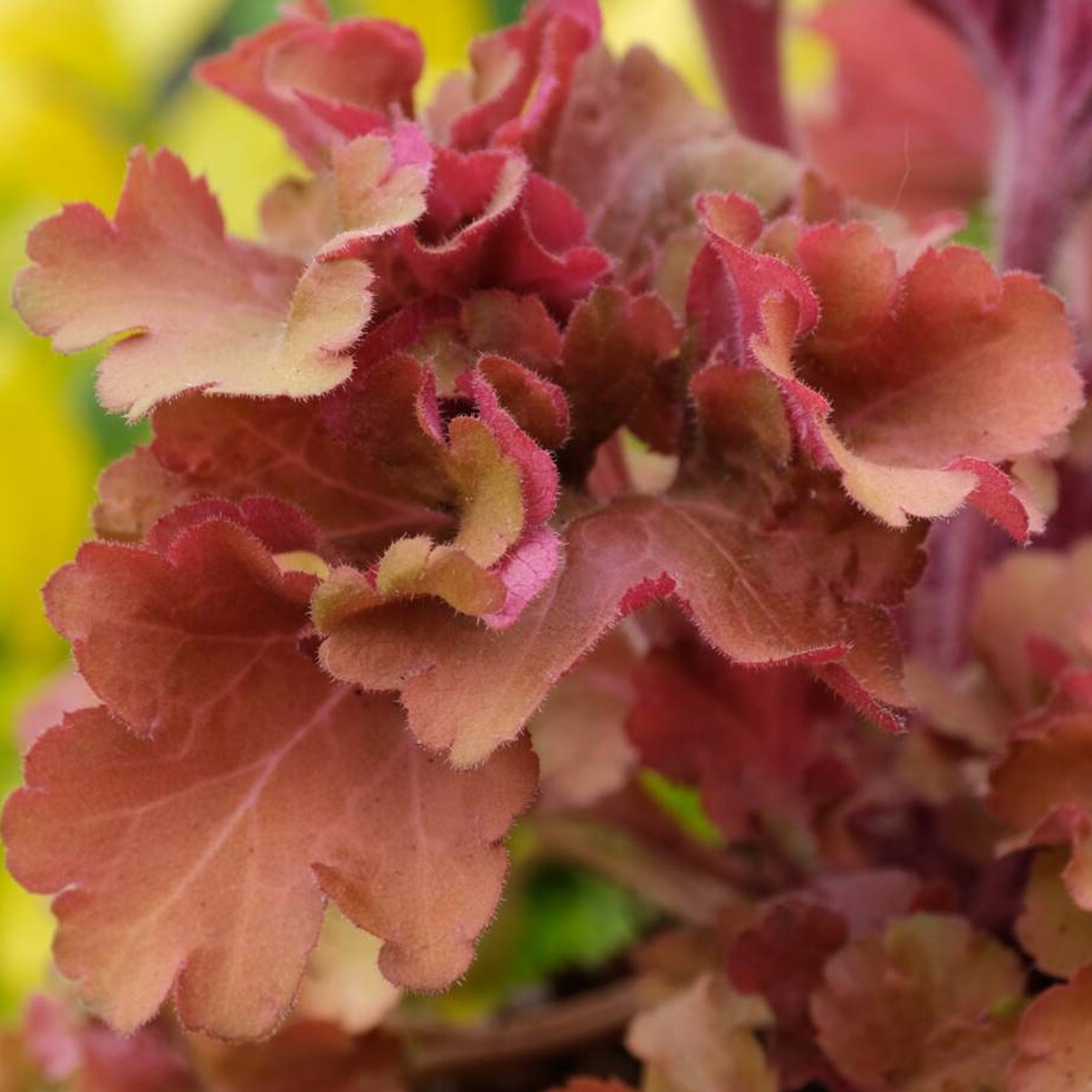 Heuchera Frilly Coral Bells Outdoor Plants Evergreen Perennial in Plant ...