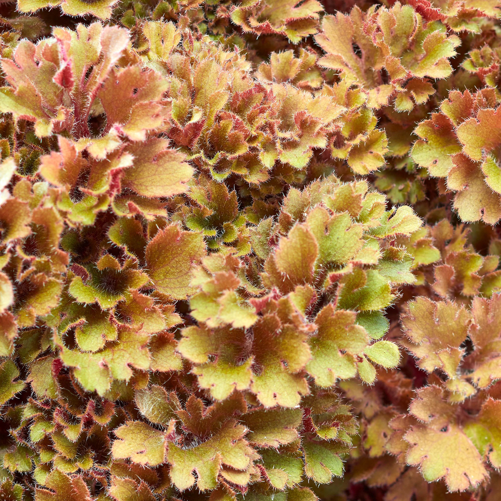 Heuchera Frilly Coral Bells Outdoor Plants Evergreen Perennial in Plant ...