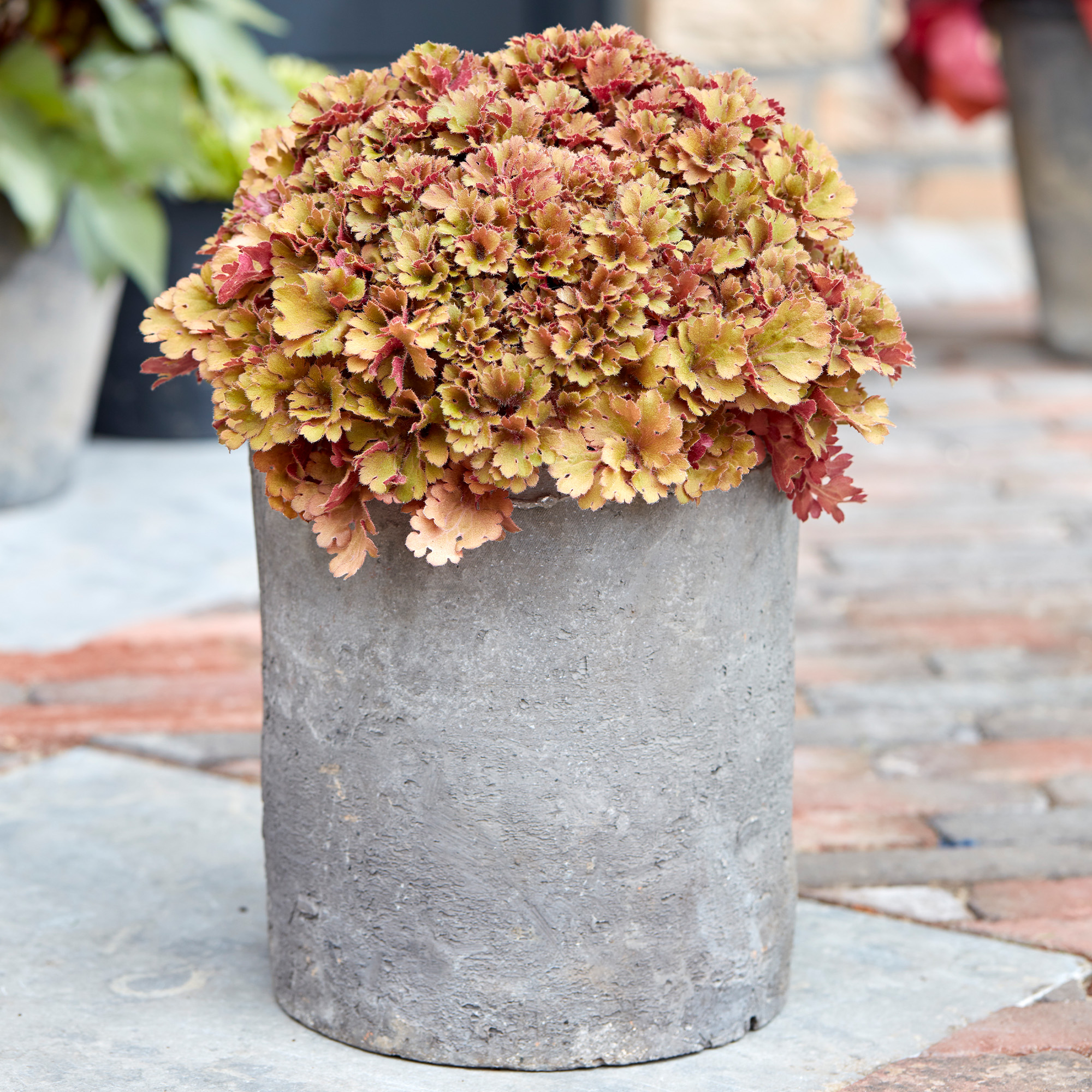 Heuchera Frilly Coral Bells Outdoor Plants Evergreen Perennial in Plant ...