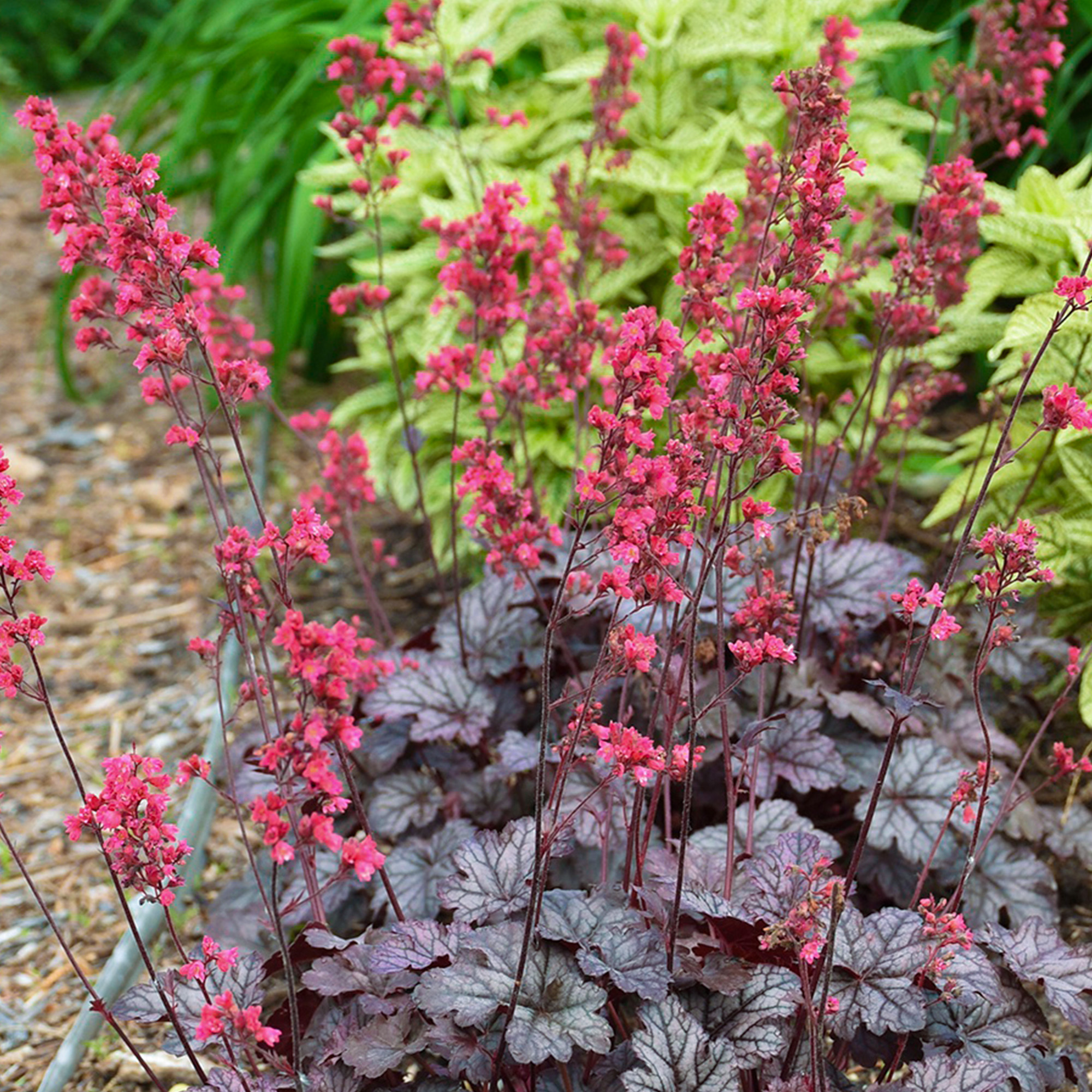 Heuchera Timeless Treasure Coral Bells Outdoor Plant Evergreen ...