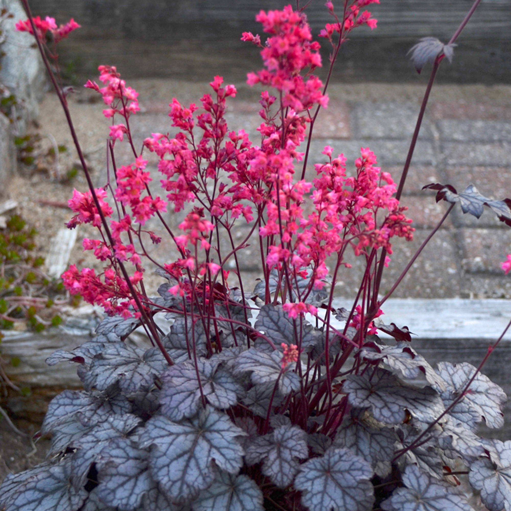 Heuchera Timeless Treasure Coral Bells Outdoor Plant Evergreen ...