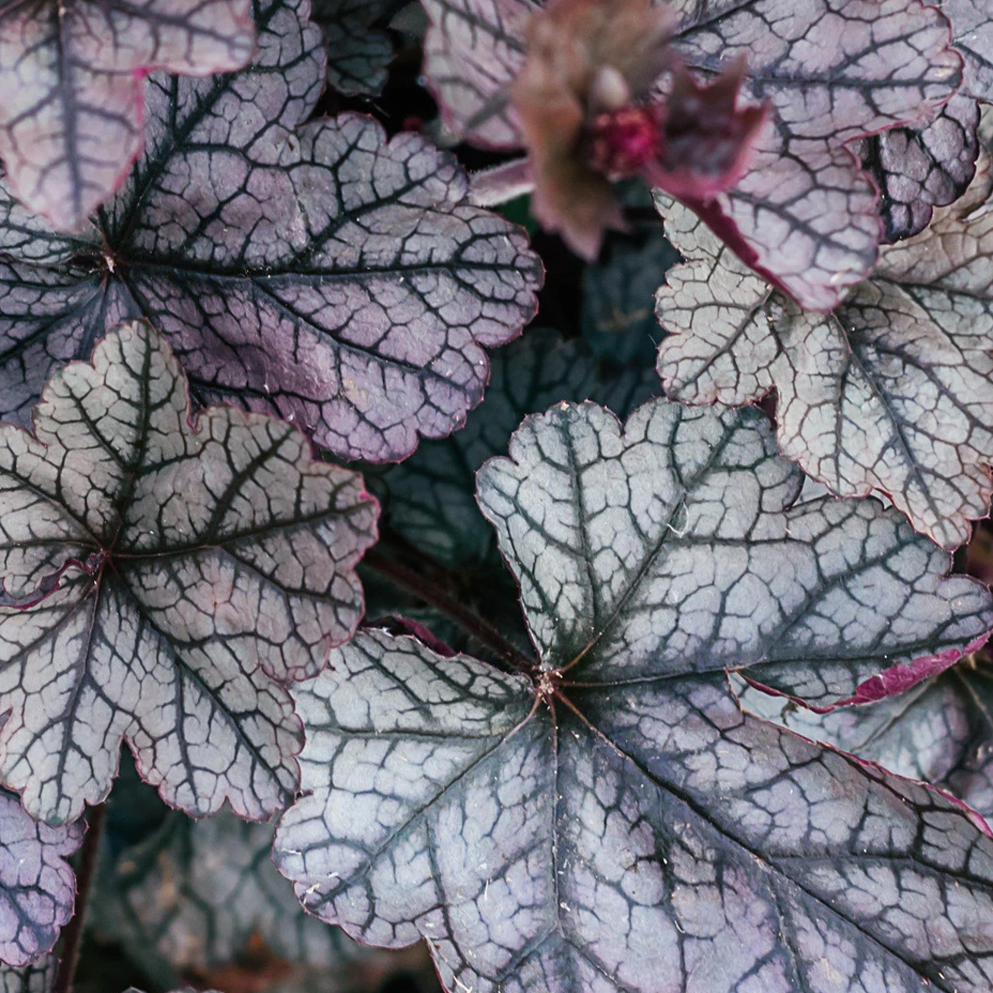 Heuchera Timeless Treasure Coral Bells Outdoor Plant Evergreen ...