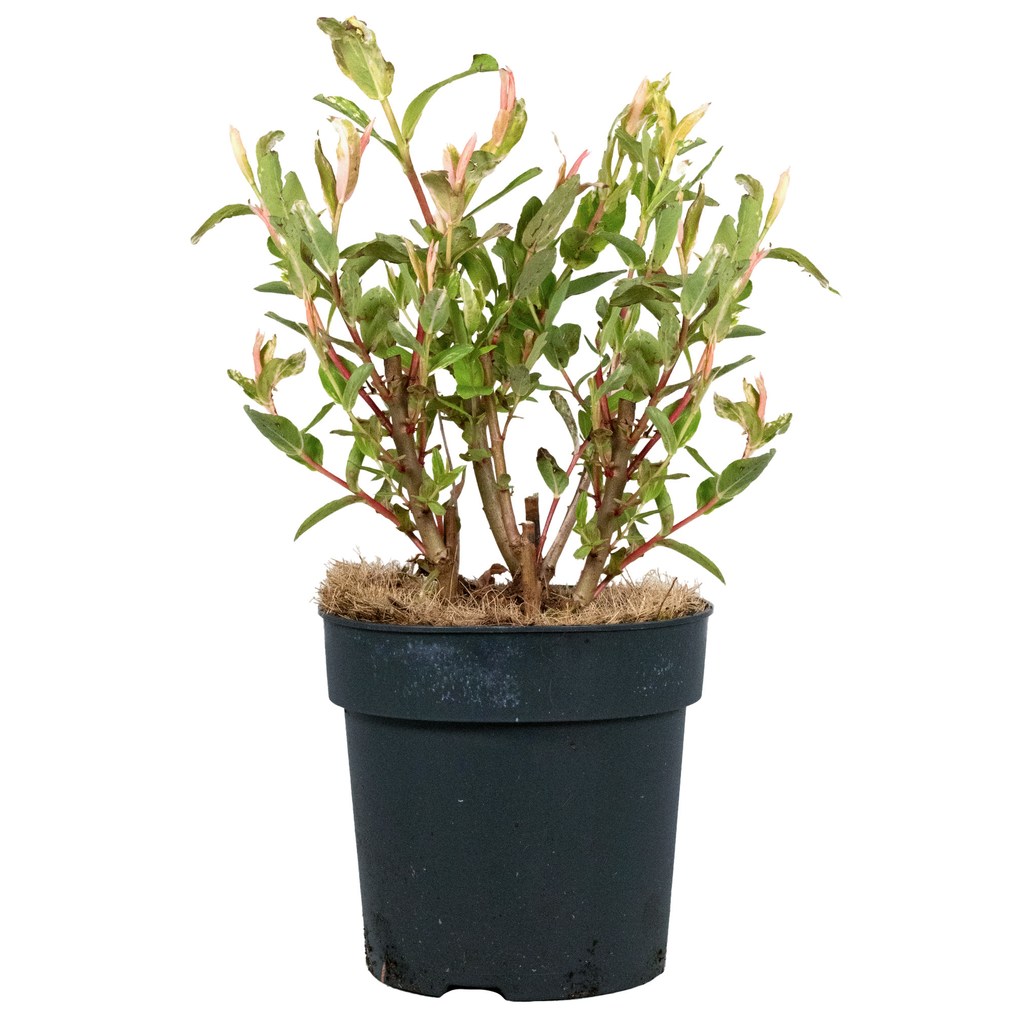 Salix Hakuro Nishiki Pink Flamingo Patio Shrub - Decorative Garden ...
