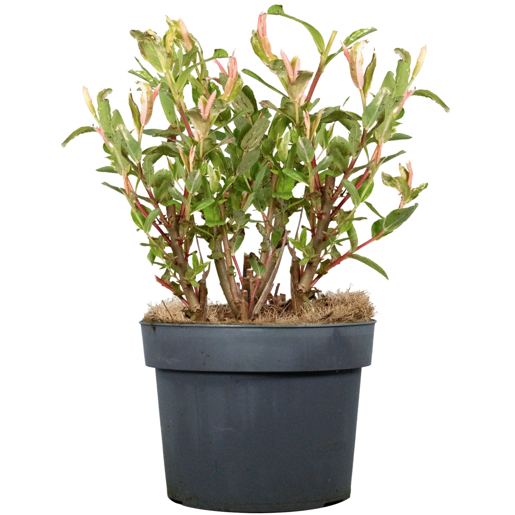 Salix Hakuro Nishiki Pink Flamingo Patio Shrub - Decorative Garden ...