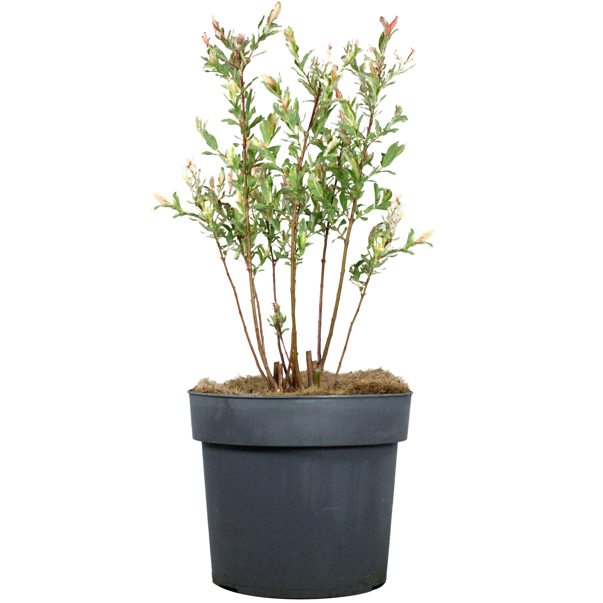 Salix Hakuro Nishiki Pink Flamingo Patio Shrub - Decorative Garden ...