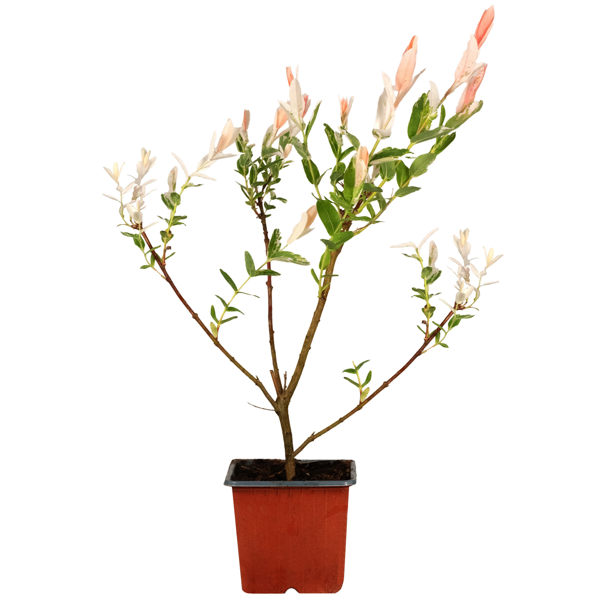 Salix Hakuro Nishiki Pink Flamingo Patio Shrub - Decorative Garden ...