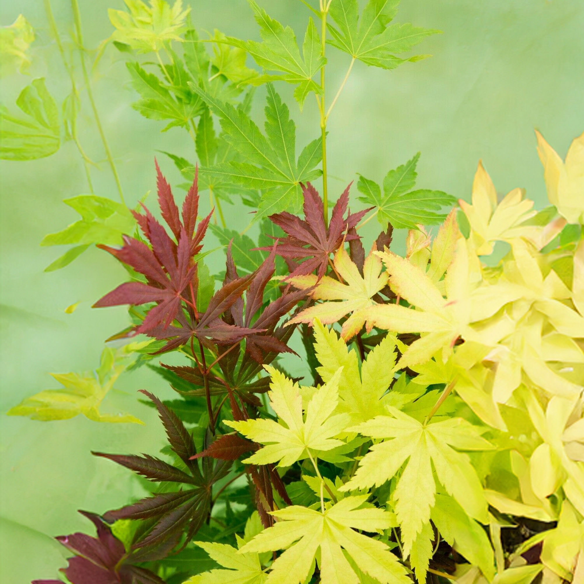 Acer Tricolour Japanese Maple Tree 3 in 1 Outdoor Small Trees for ...