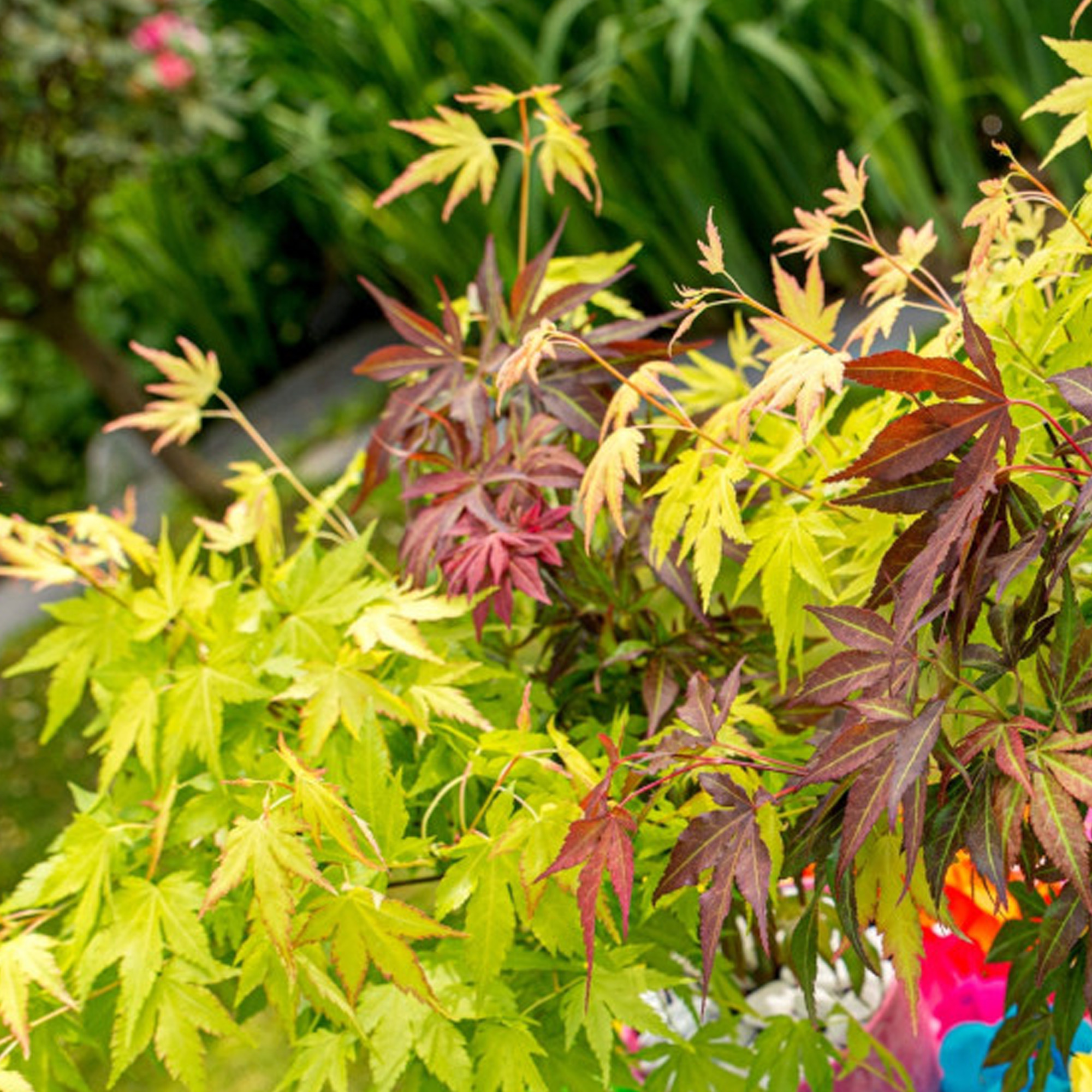 Acer Tricolour Japanese Maple Tree 3 in 1 Outdoor Small Trees for ...