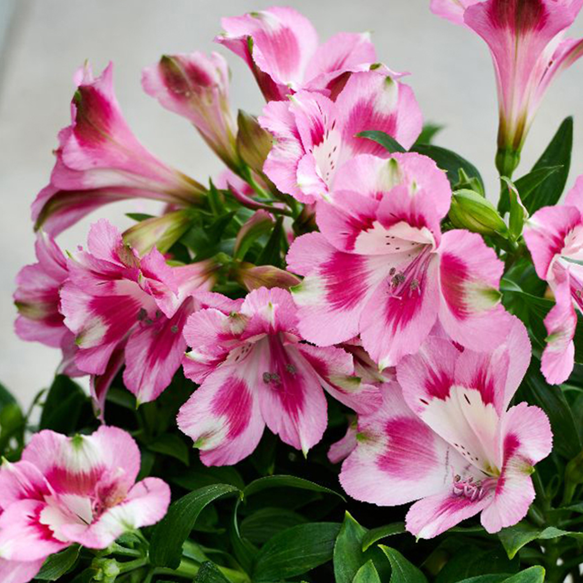 Alstroemeria Hula Peruvian Lily Flowering Perennial Plants Outdoor ...