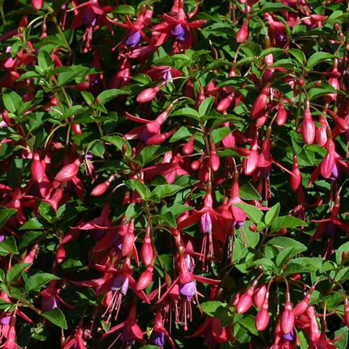 Fuchsia Tom Thumb Flowering Upright Dwarf Deciduous Garden Shrub Plant ...
