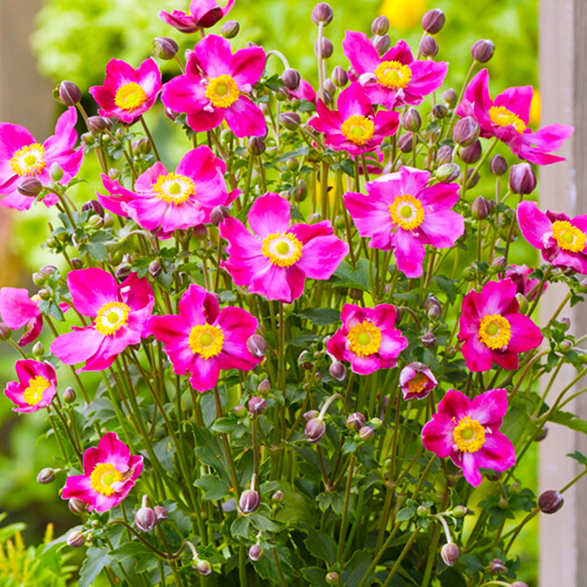 Anemone Fantasy Ariel Outdoor Garden Ready Plants Hardy Perennial Plant ...