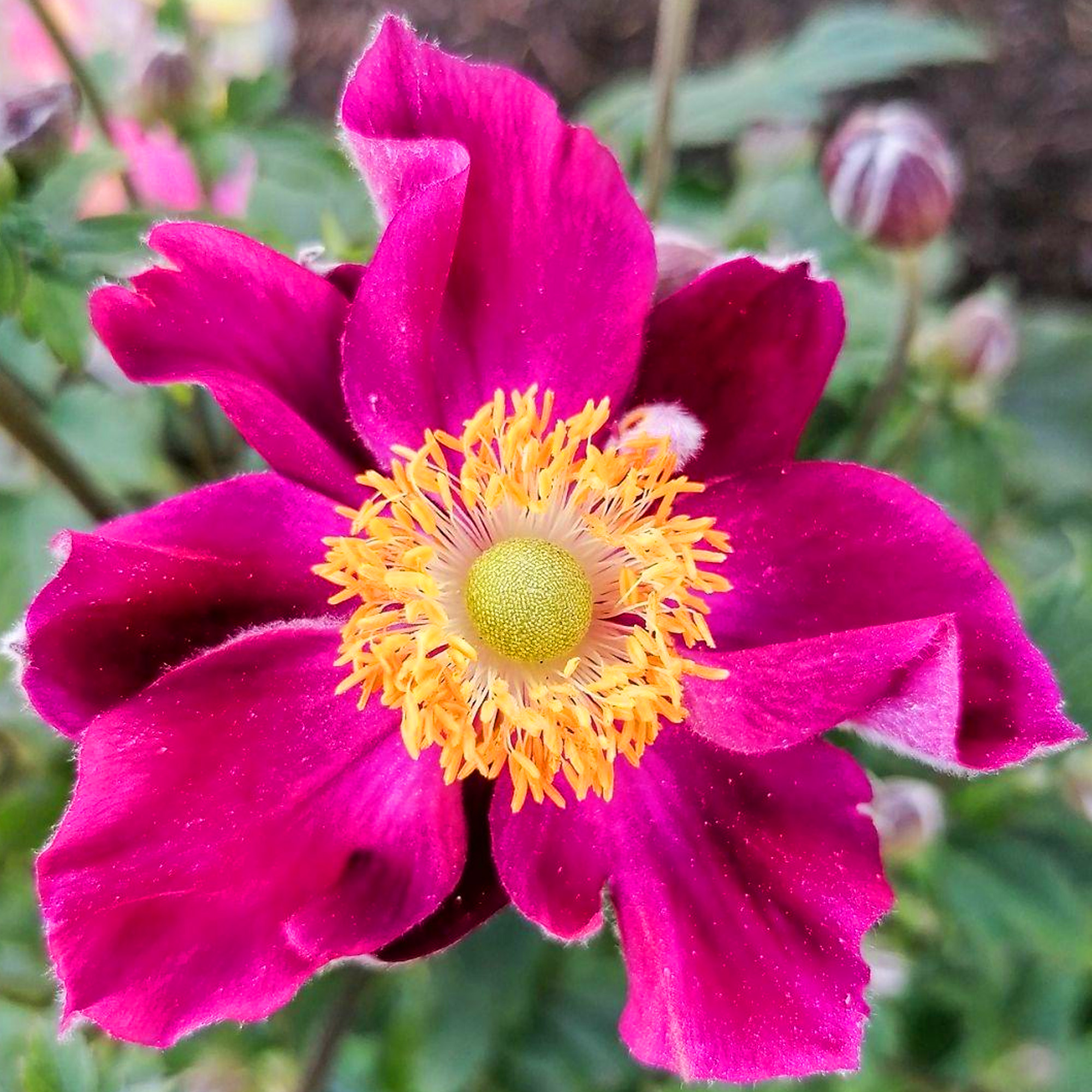 Anemone Fantasy Ariel Outdoor Garden Ready Plants Hardy Perennial Plant ...