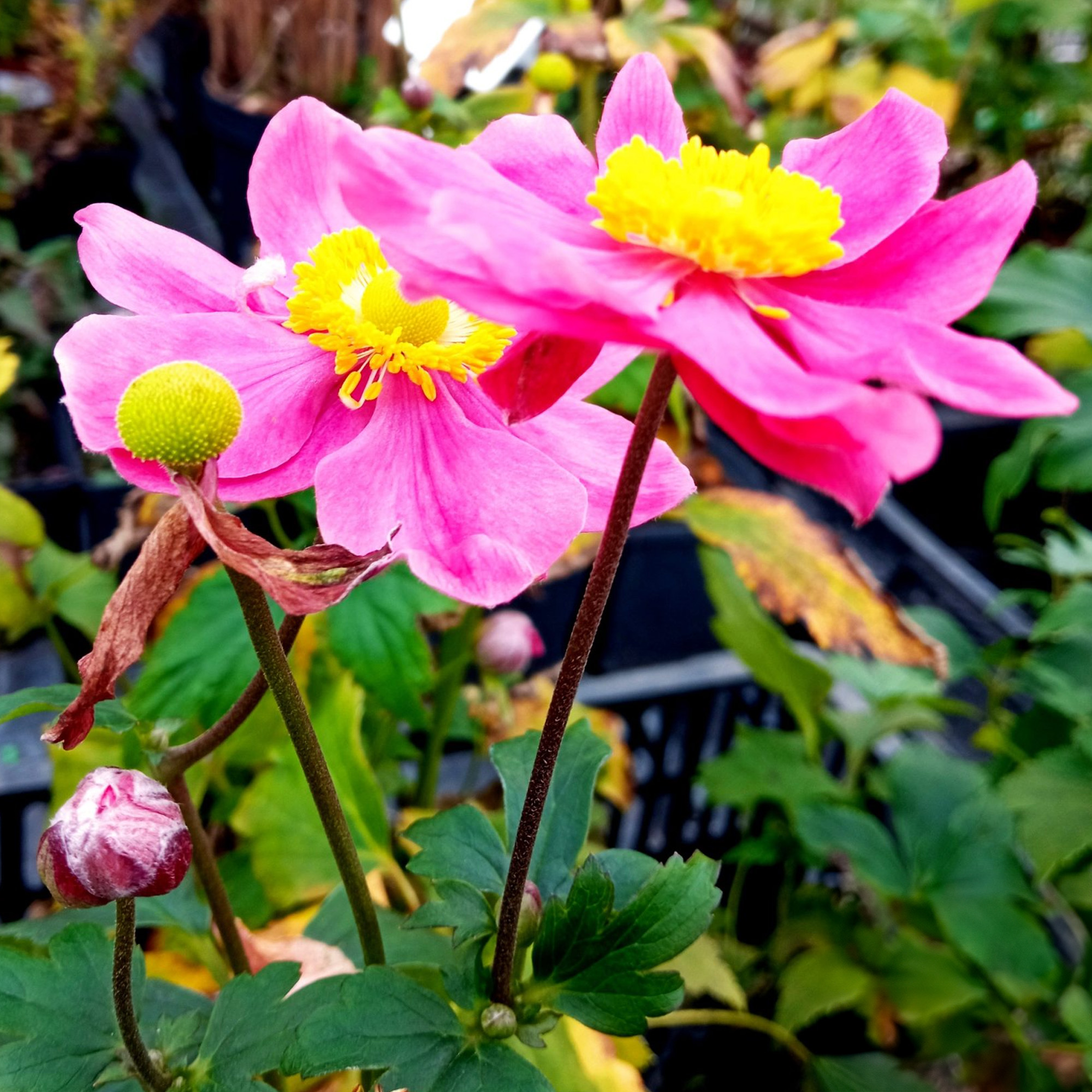 Anemone Fantasy Ariel Outdoor Garden Ready Plants Hardy Perennial Plant ...
