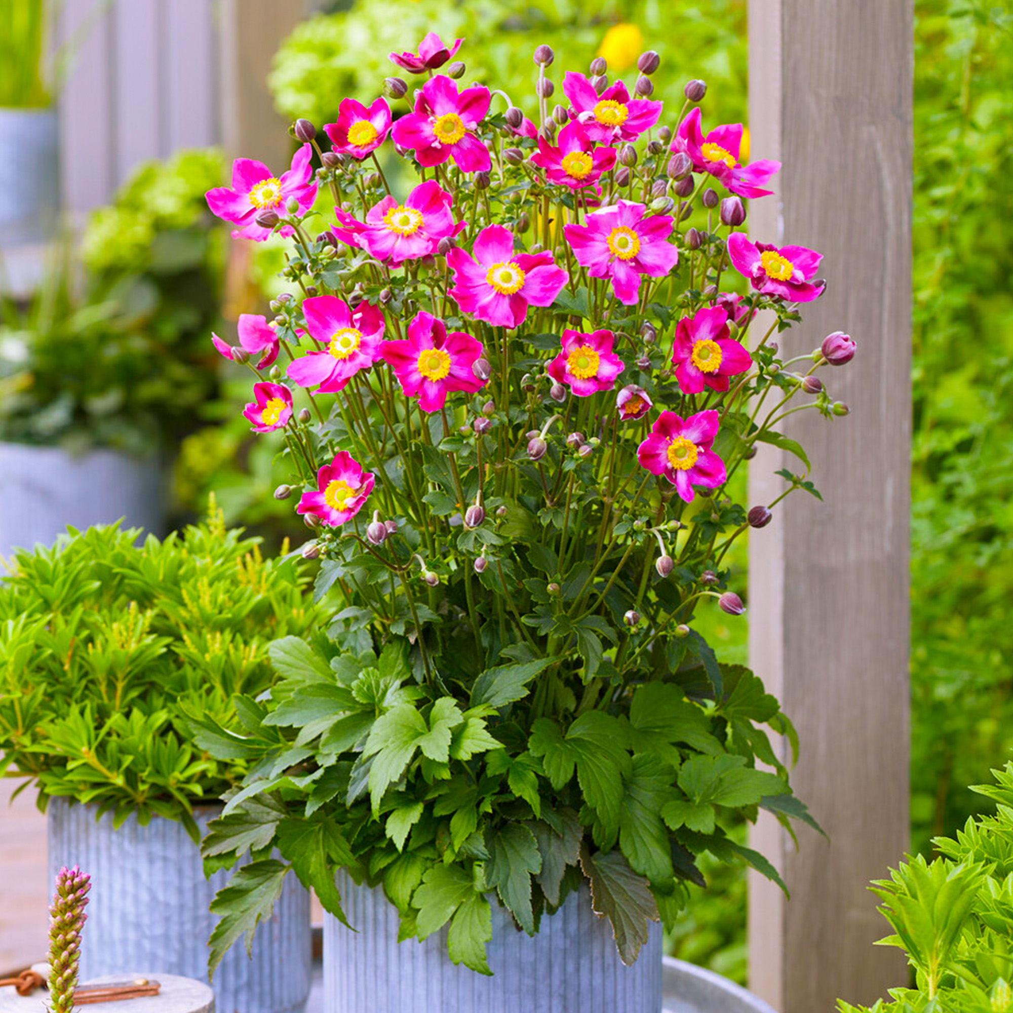 Anemone Fantasy Ariel Outdoor Garden Ready Plants Hardy Perennial Plant ...