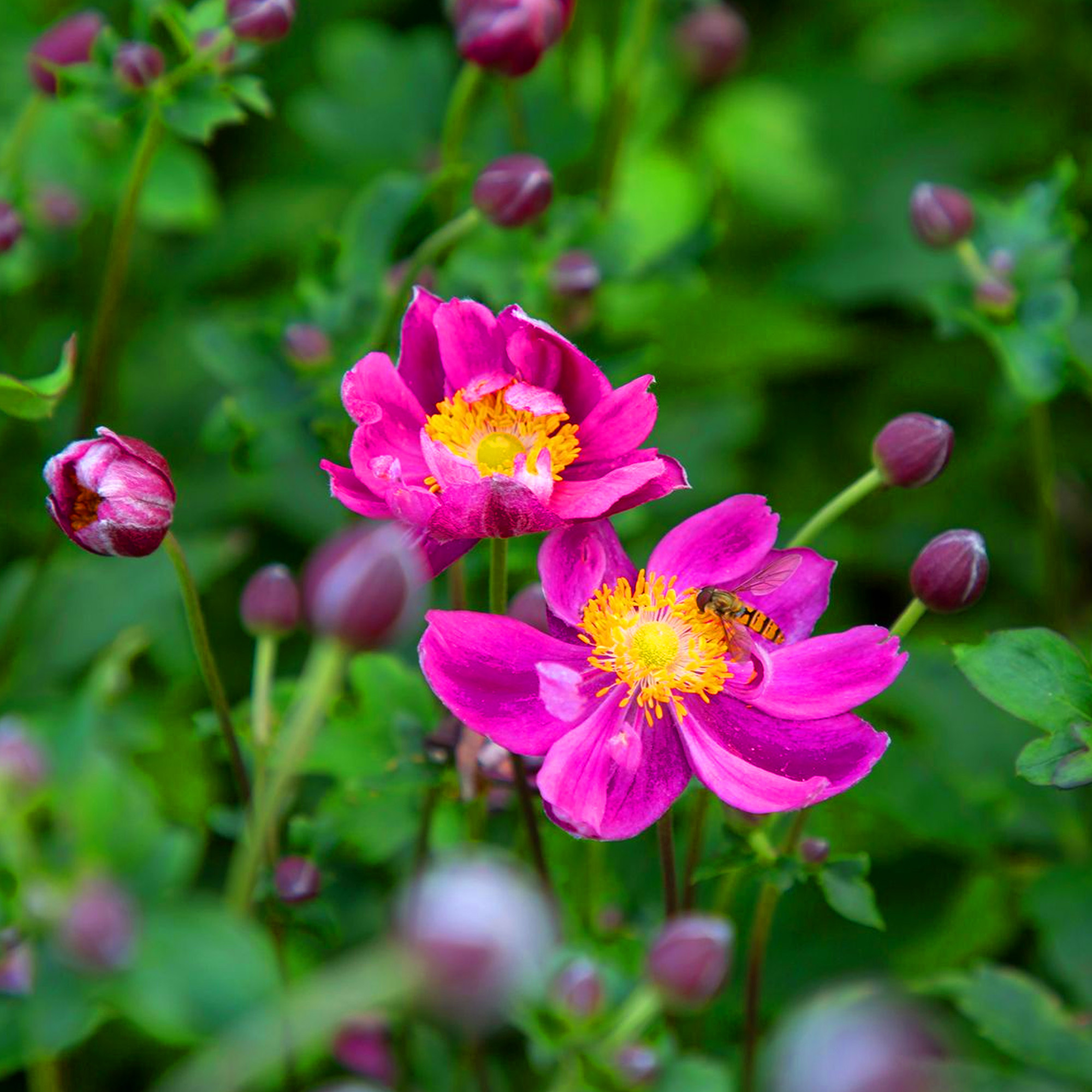 Anemone Fantasy Ariel Outdoor Garden Ready Plants Hardy Perennial Plant ...