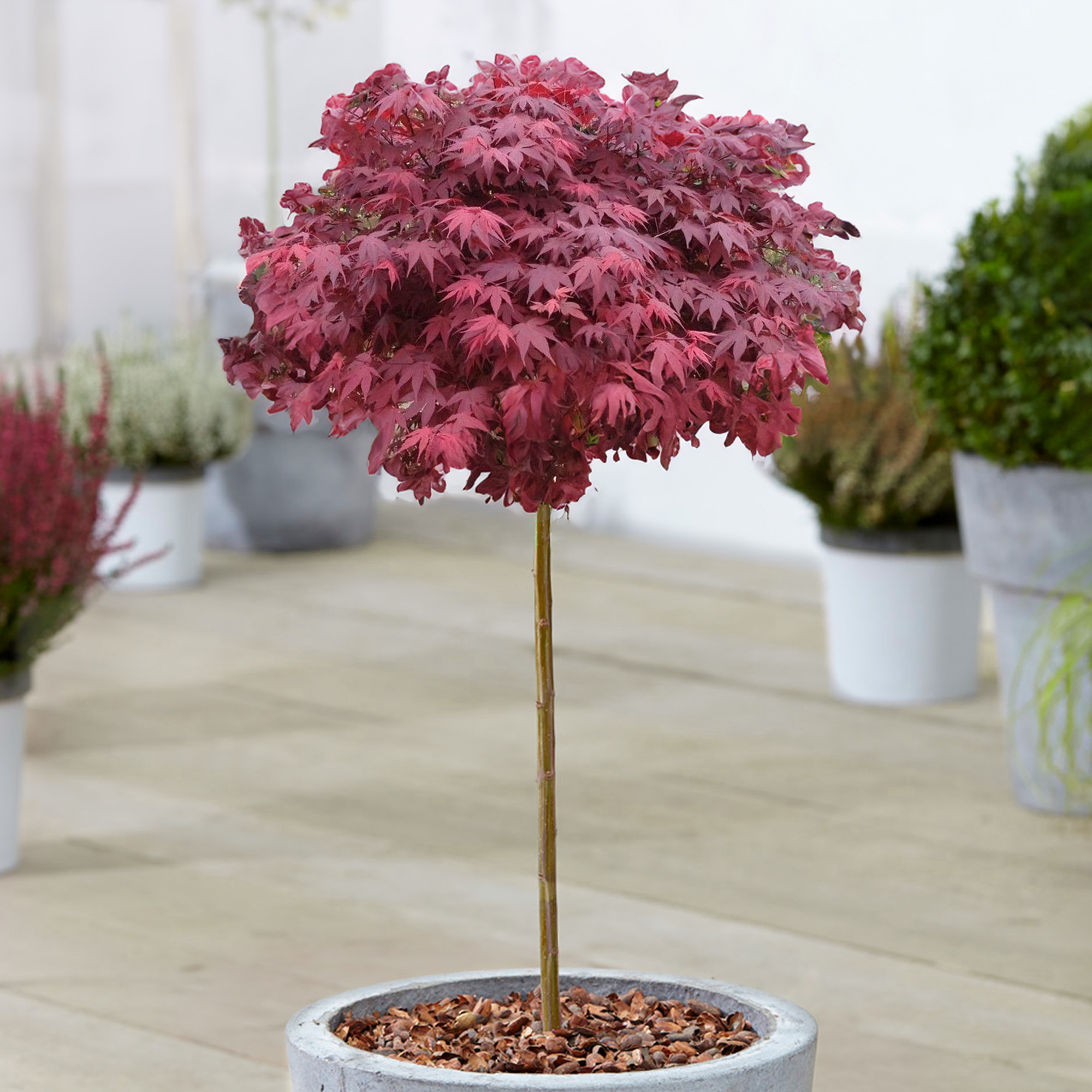 Acer Hime Shojo Tree Japanese Maple Potted Ornamental Trees for Small ...