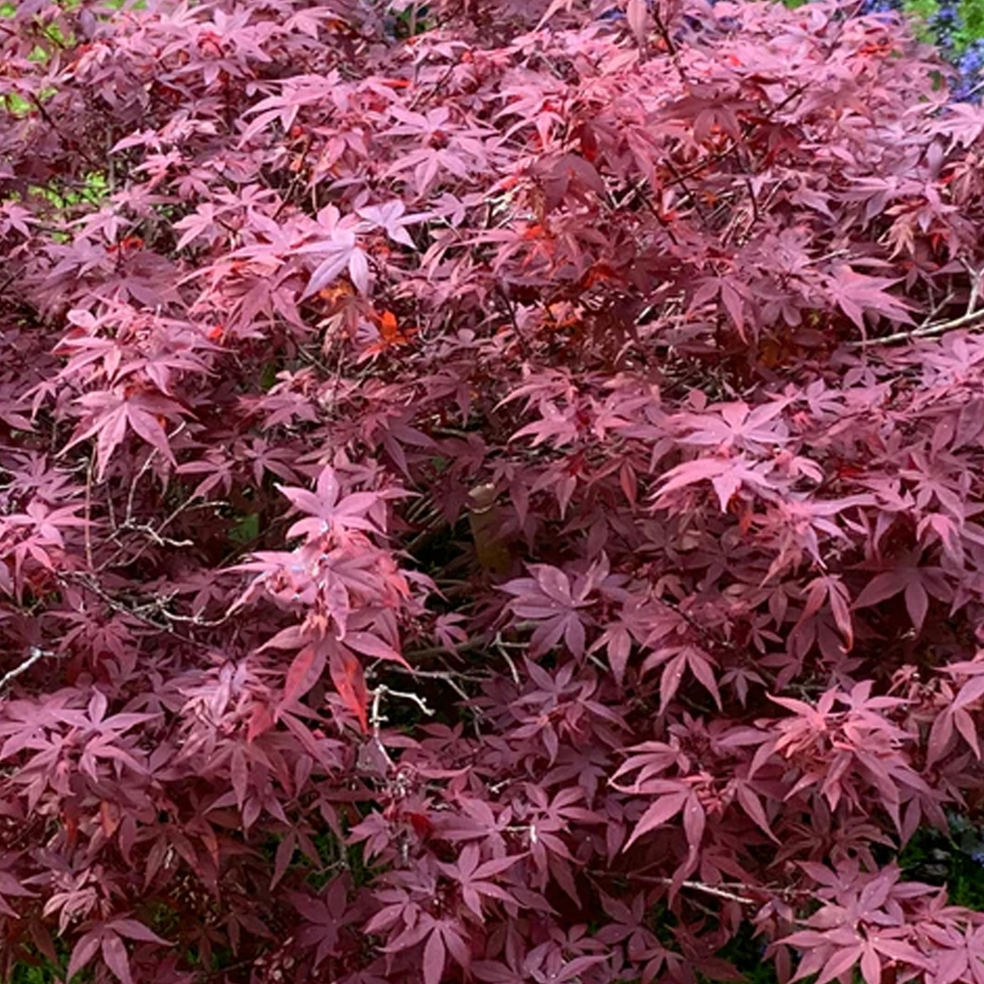 Acer Hime Shojo Tree Japanese Maple Potted Ornamental Trees for Small ...