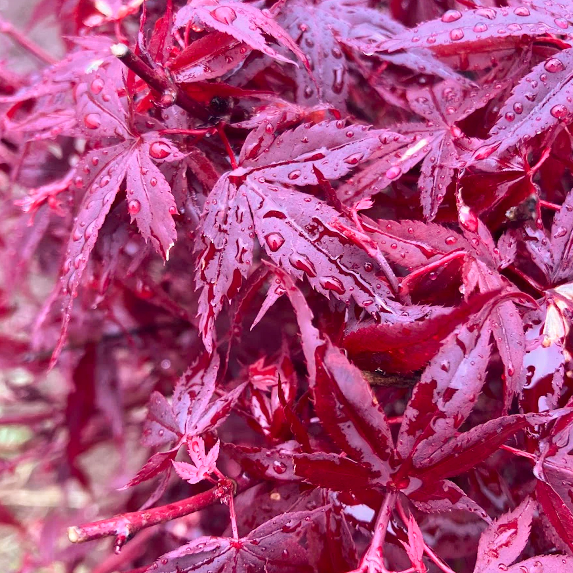 Acer Hime Shojo Tree Japanese Maple Potted Ornamental Trees for Small ...