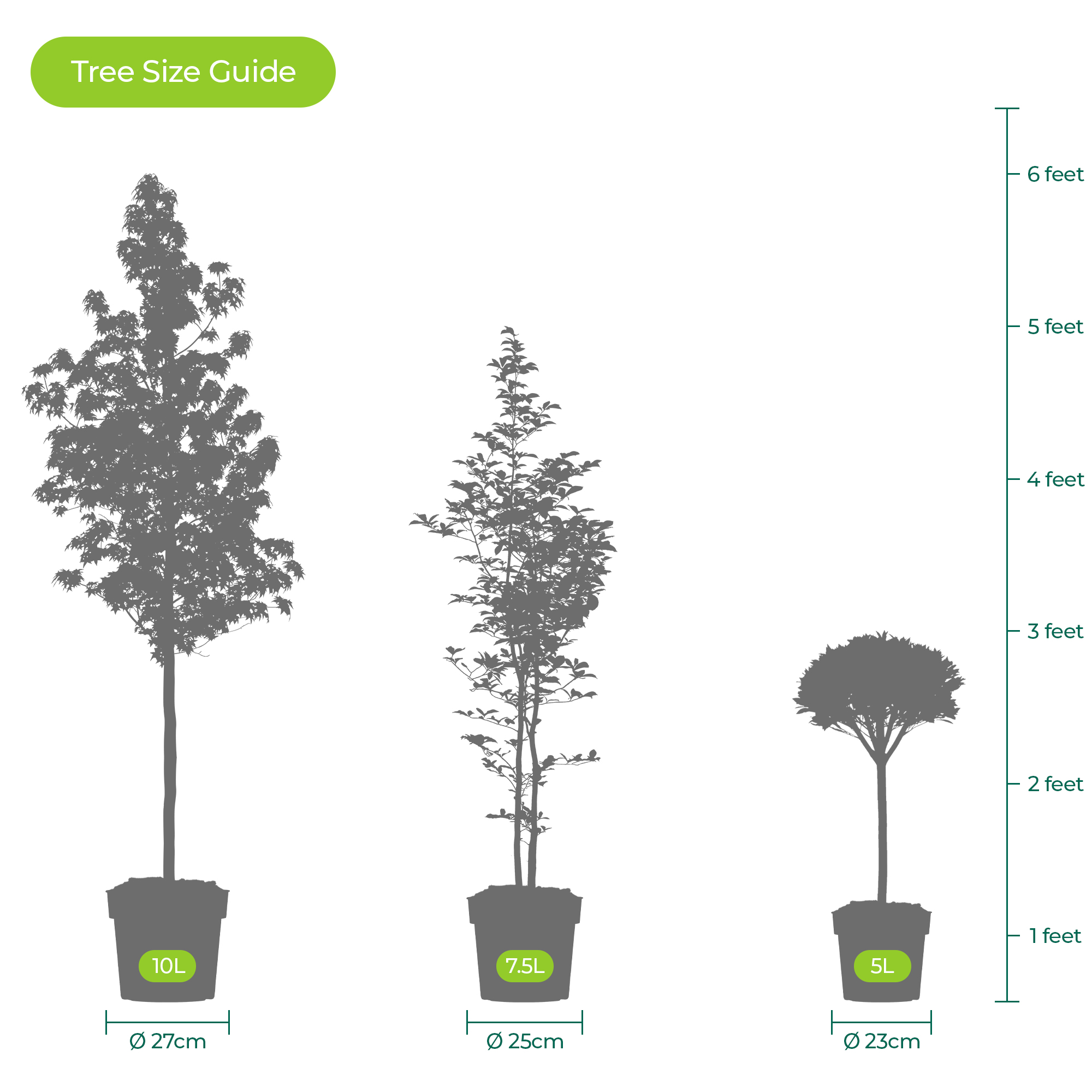 Acer Hime Shojo Tree Japanese Maple Potted Ornamental Trees for Small ...