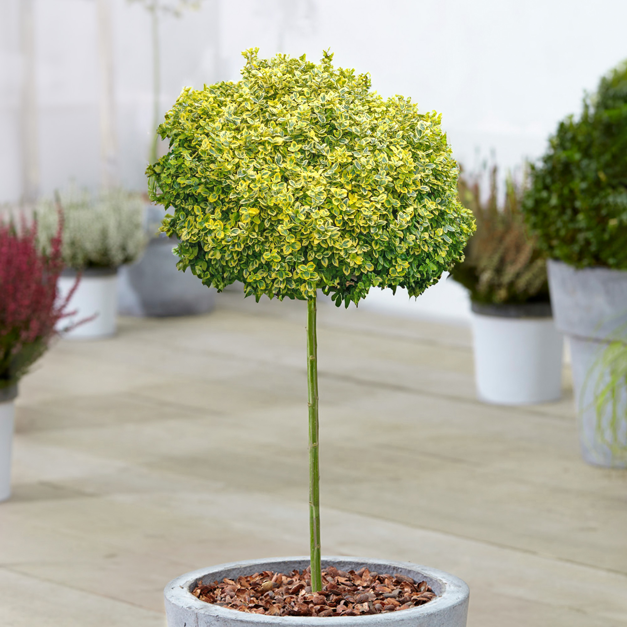 Euonymus Emerald n Gold Tree Potted Spindle Ornamental Trees for Small ...